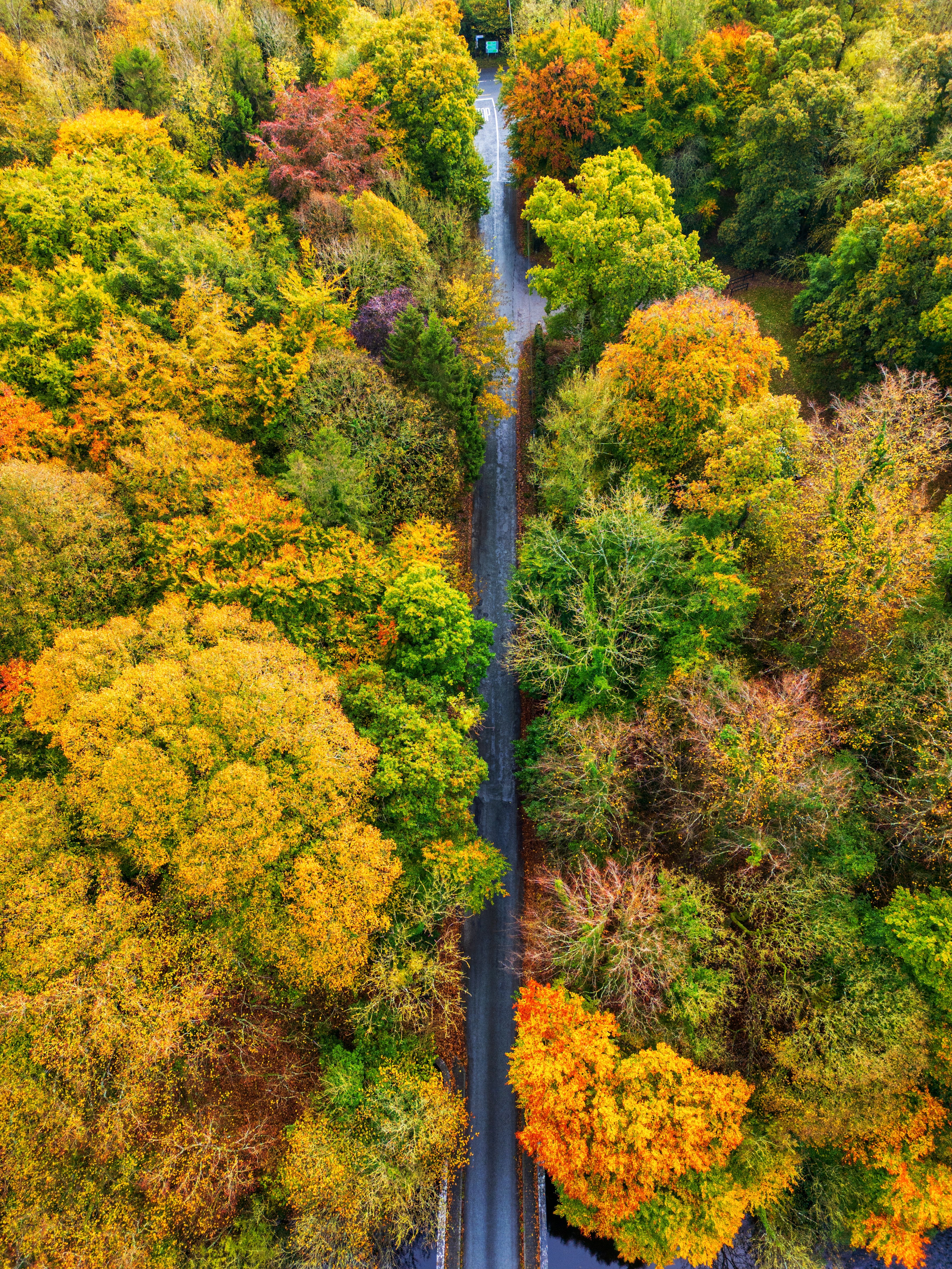 Aerial View of Vibrant Autumn Forest · Free Stock Photo