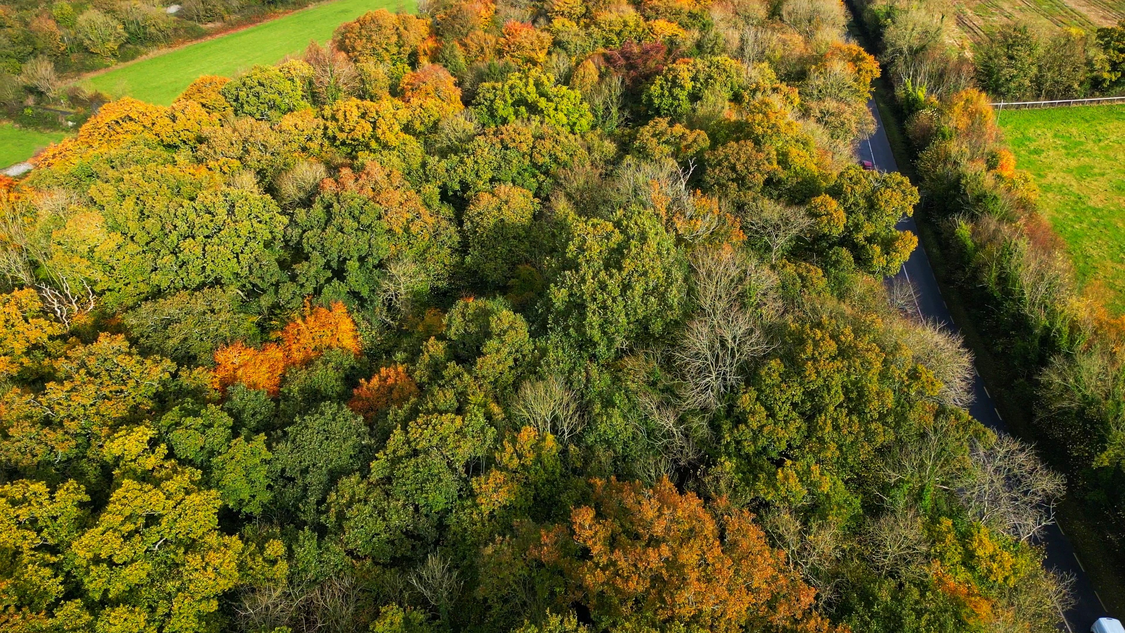 Aerial View of Vibrant Autumn Forest Landscape · Free Stock Photo