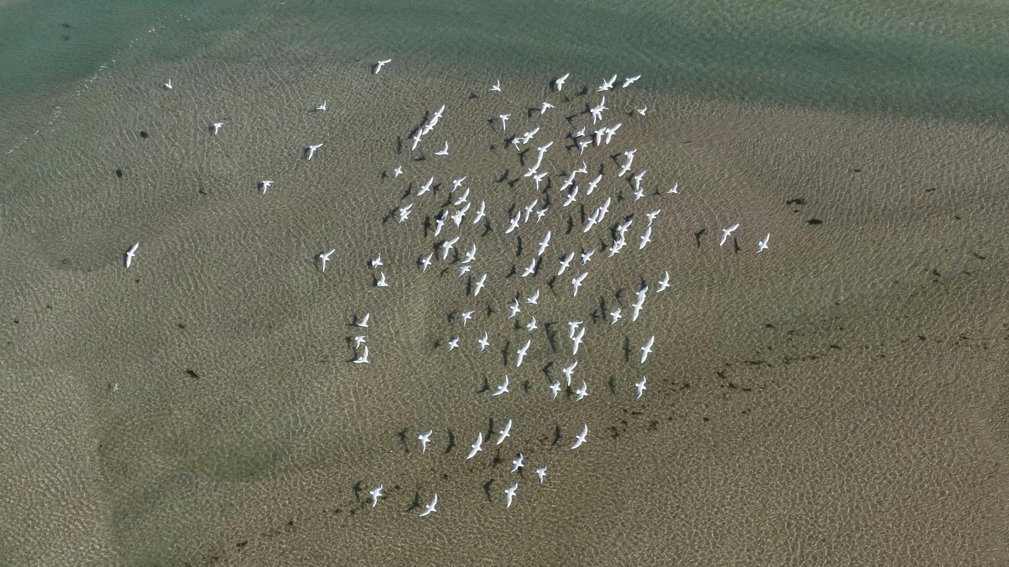 Aerial View of Flock of Birds Over Coastline in Oman · Free Stock Photo