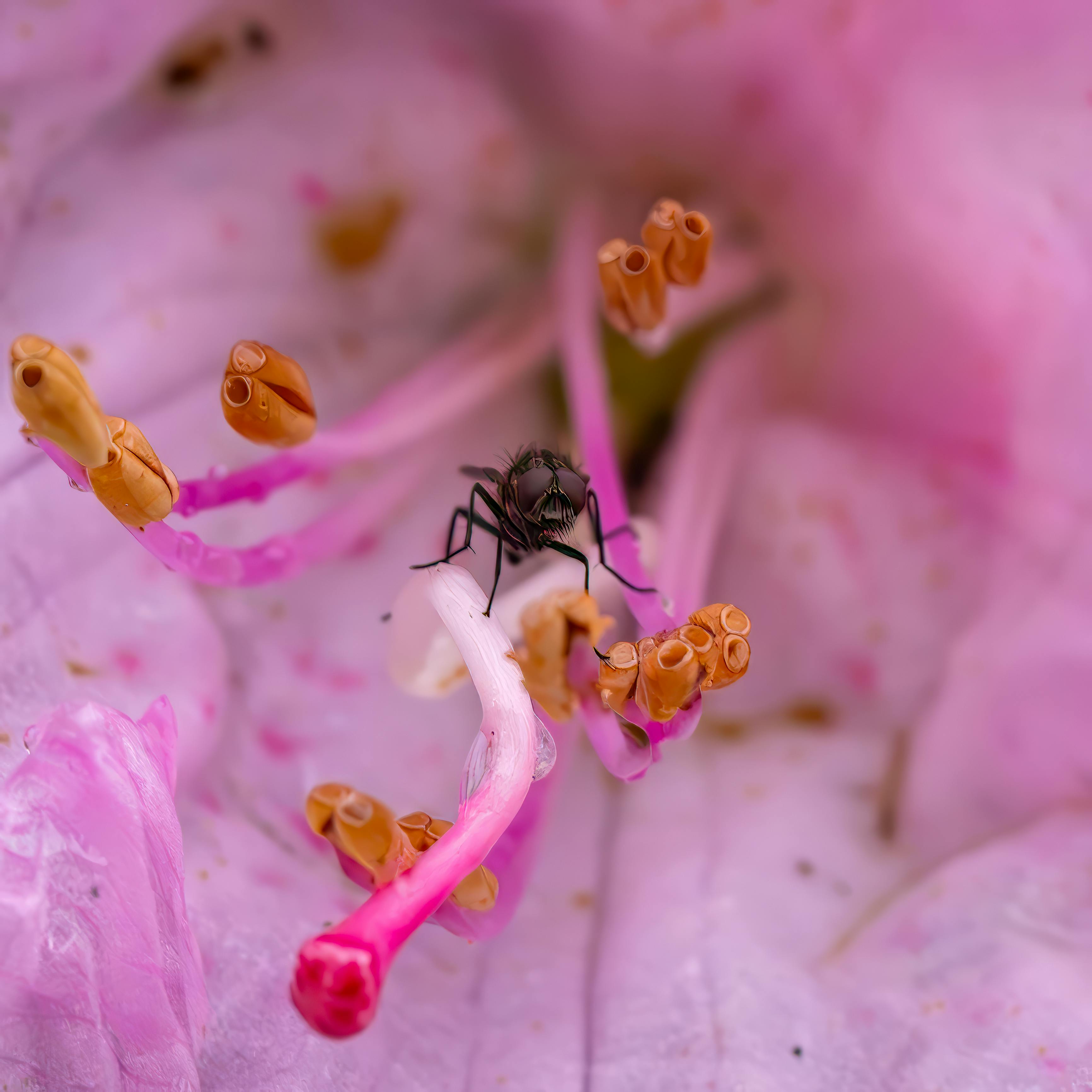 Macro Shot of Insect on Pink Rhododendron Flower · Free Stock Photo