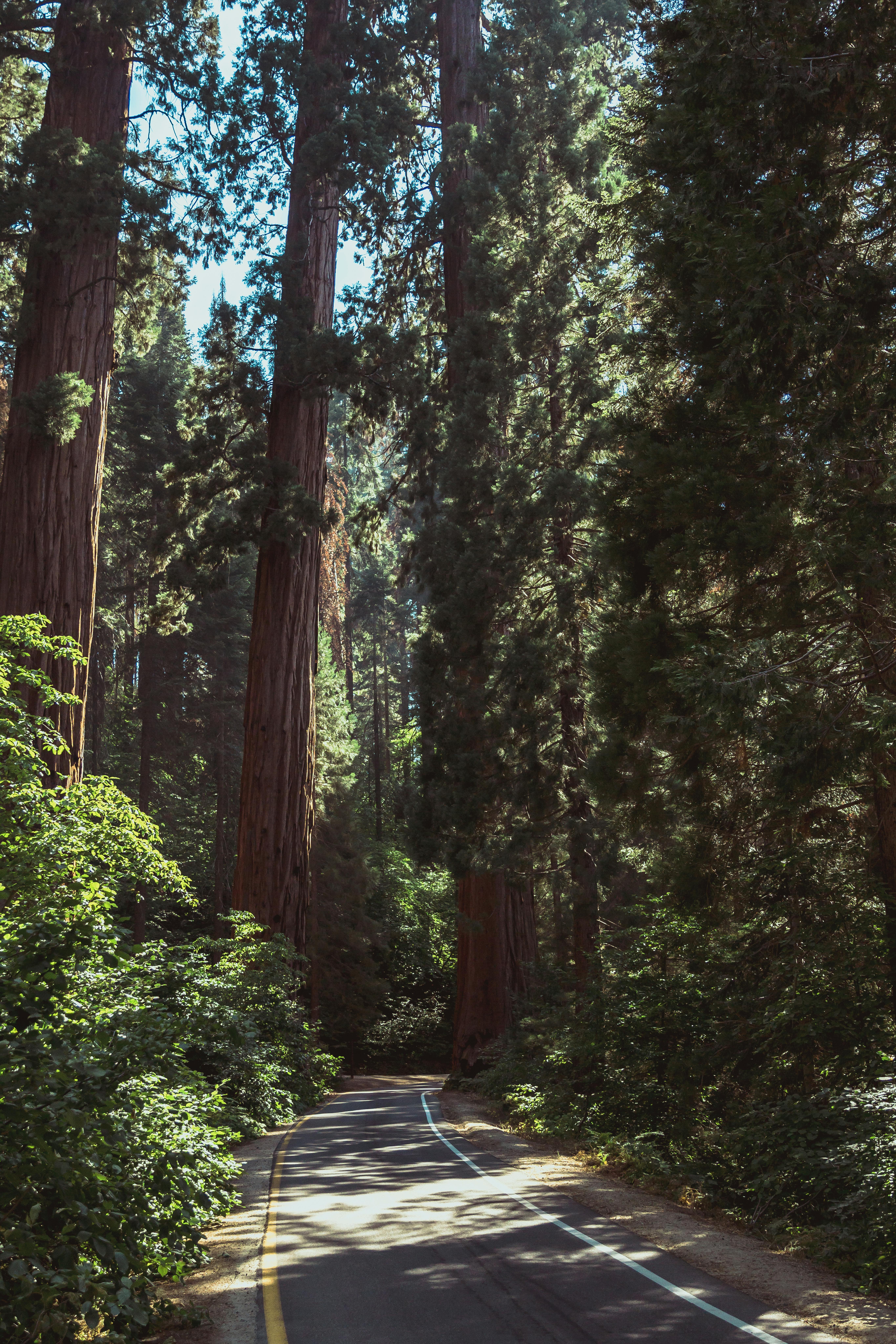 Asphalt Road Between Trees · Free Stock Photo
