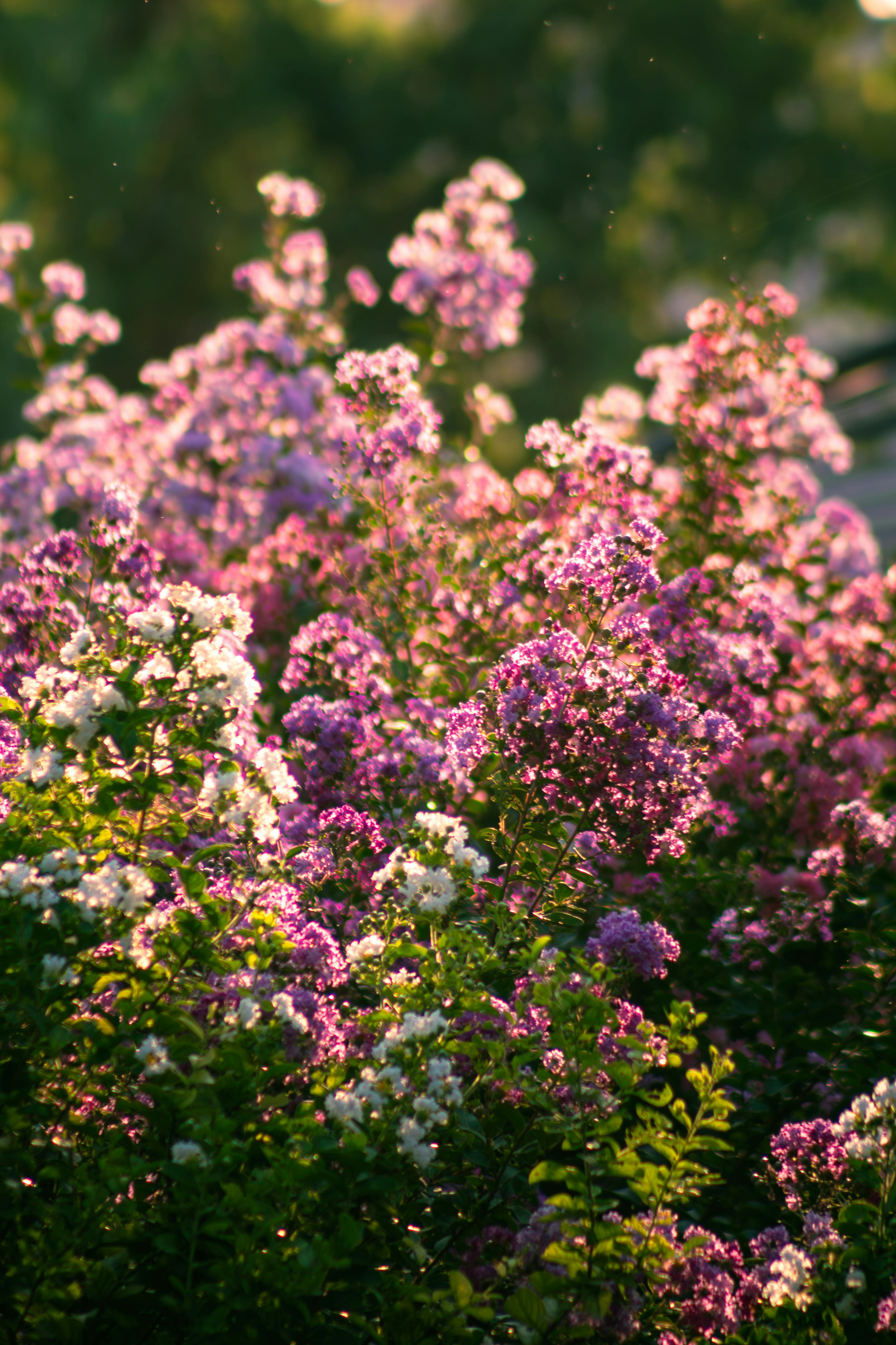 Beautiful Crepe Myrtle Blooms in Sunset Light · Free Stock Photo