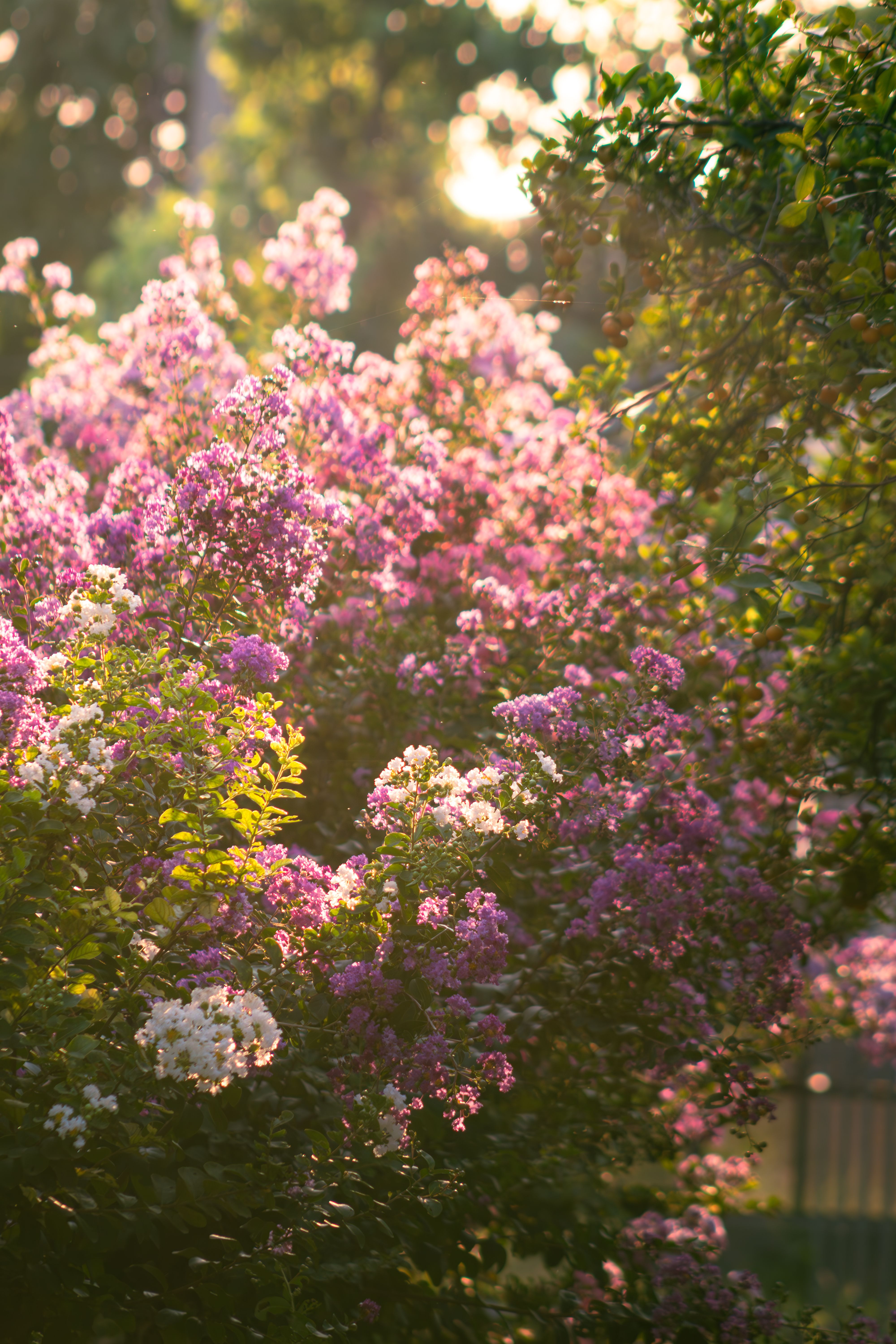 Vibrant Crepe Myrtle Blooms in Summer Sunlight · Free Stock Photo