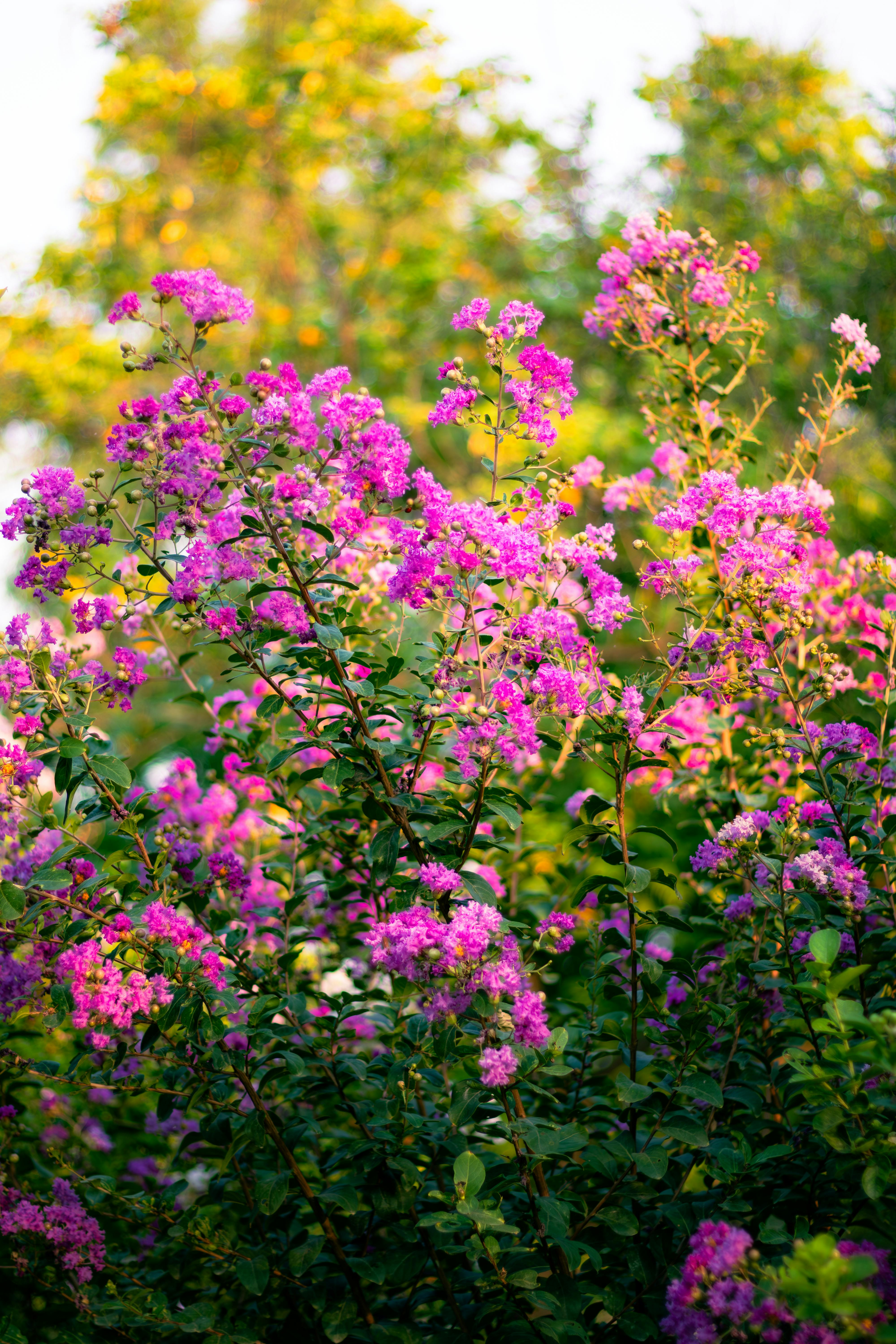 Rose Of India Photos, Download The BEST Free Rose Of India Stock Photos ...