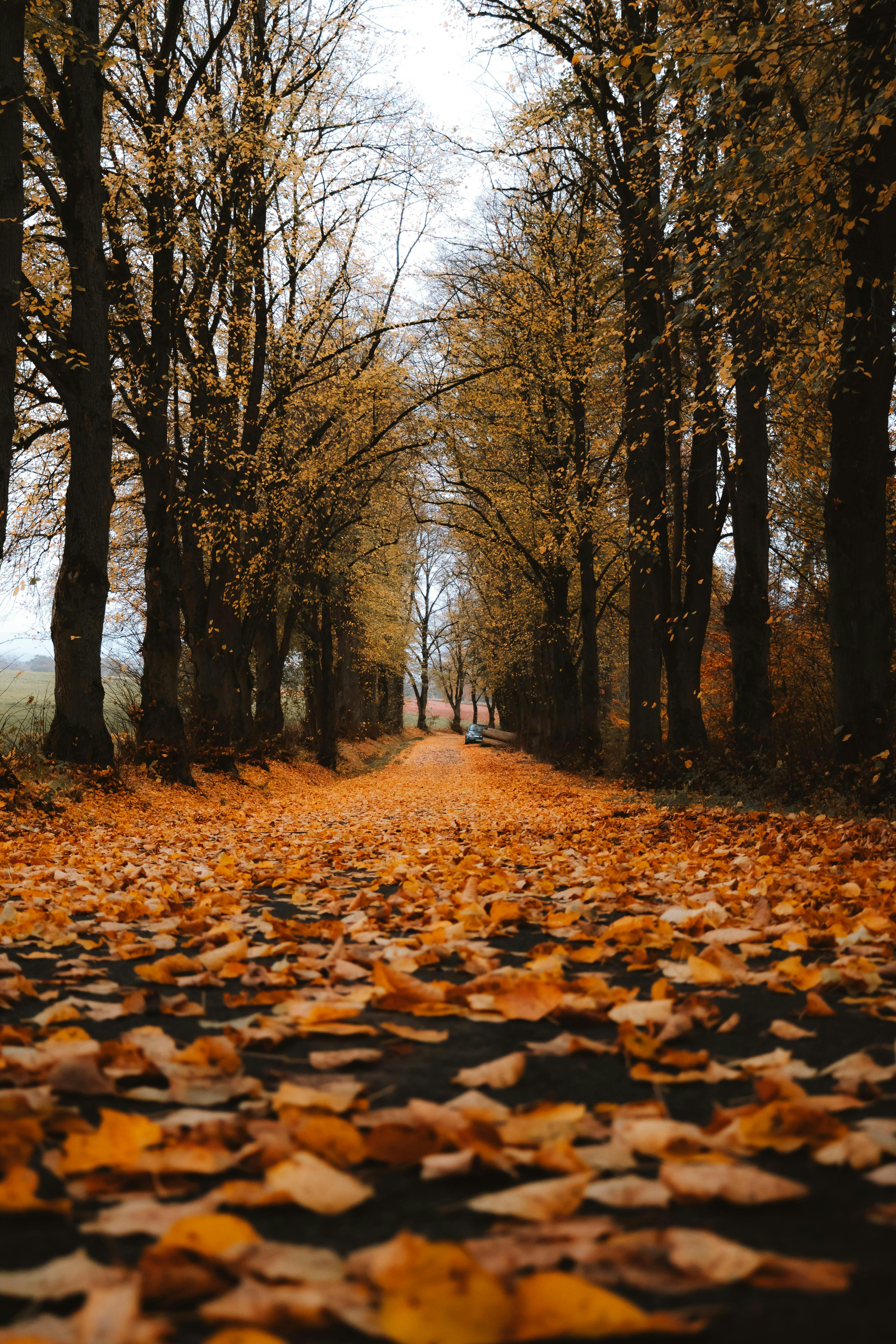 Scenic Autumn Pathway Lined with Golden Leaves · Free Stock Photo