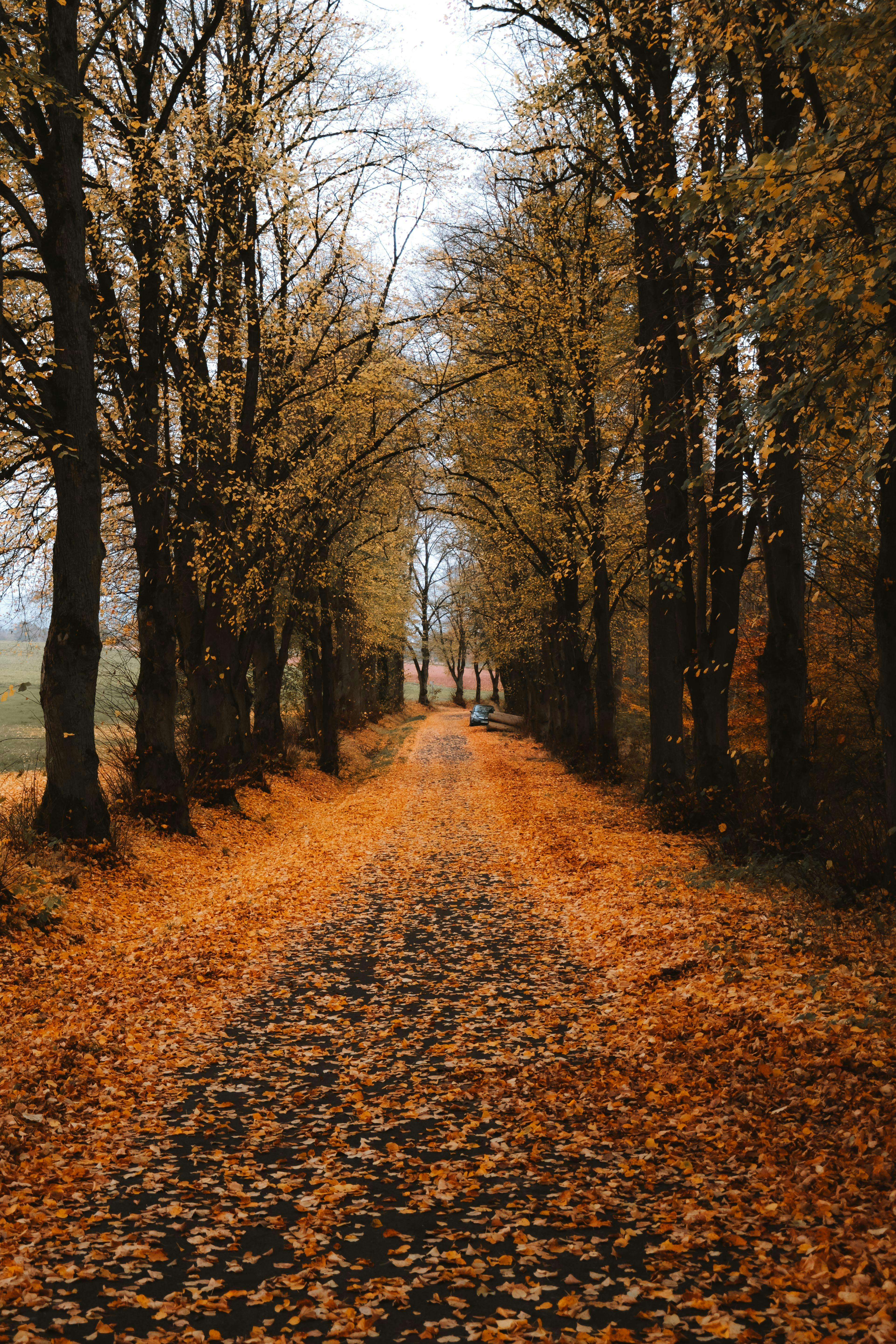 Scenic Autumn Pathway Lined with Vibrant Leaves · Free Stock Photo