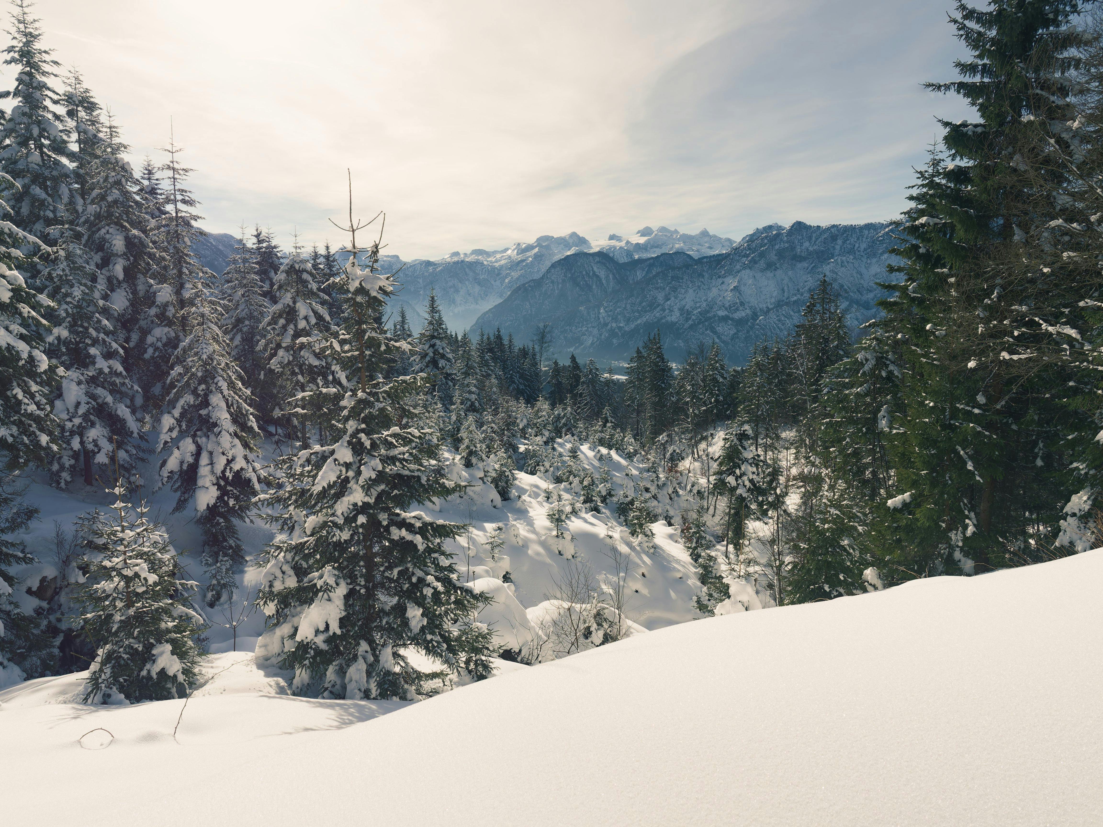 Snowy Alpine Forest During Winter in Salzkammergut · Free Stock Photo