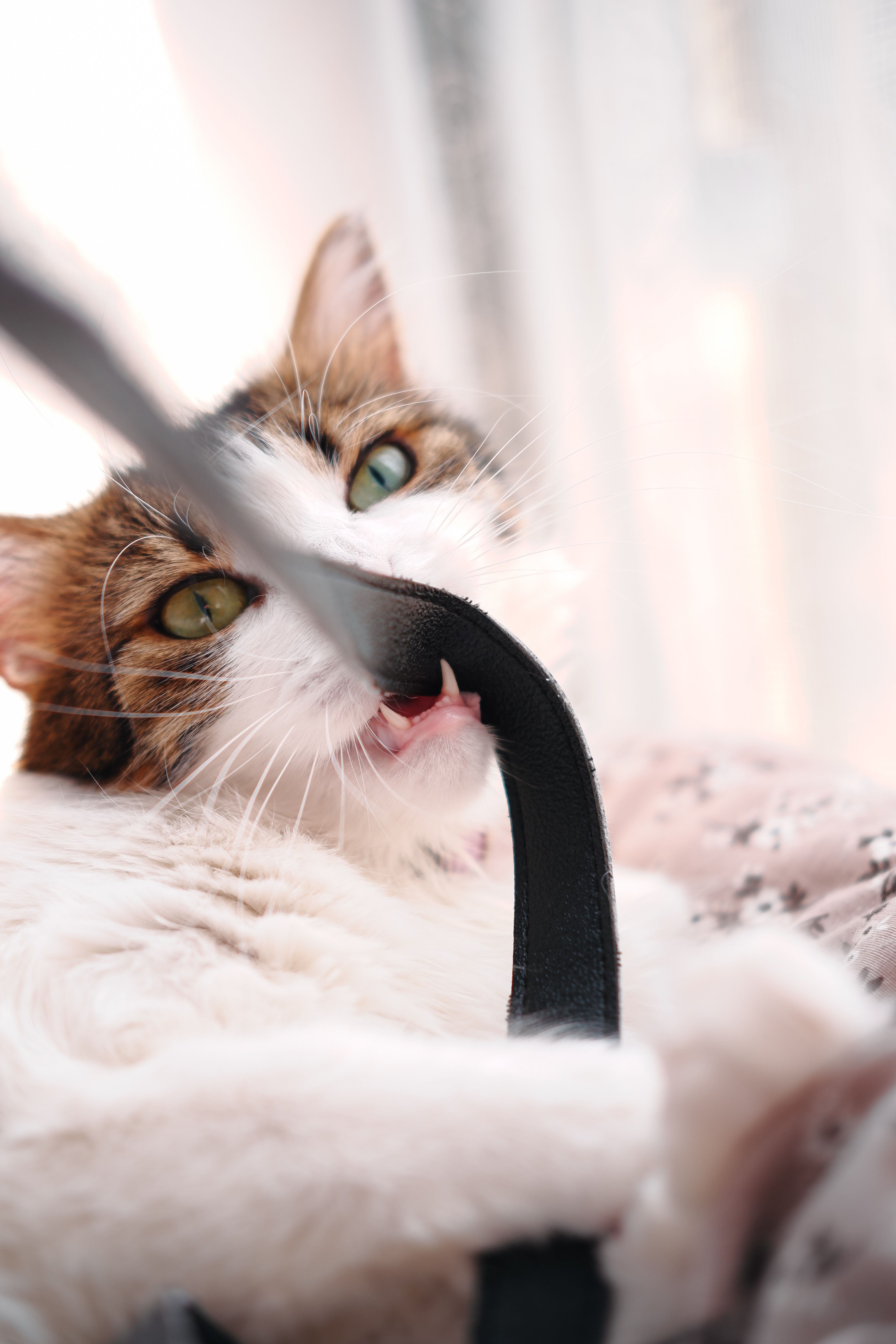 Playful Cat Biting Strap in Sunlit Room · Free Stock Photo