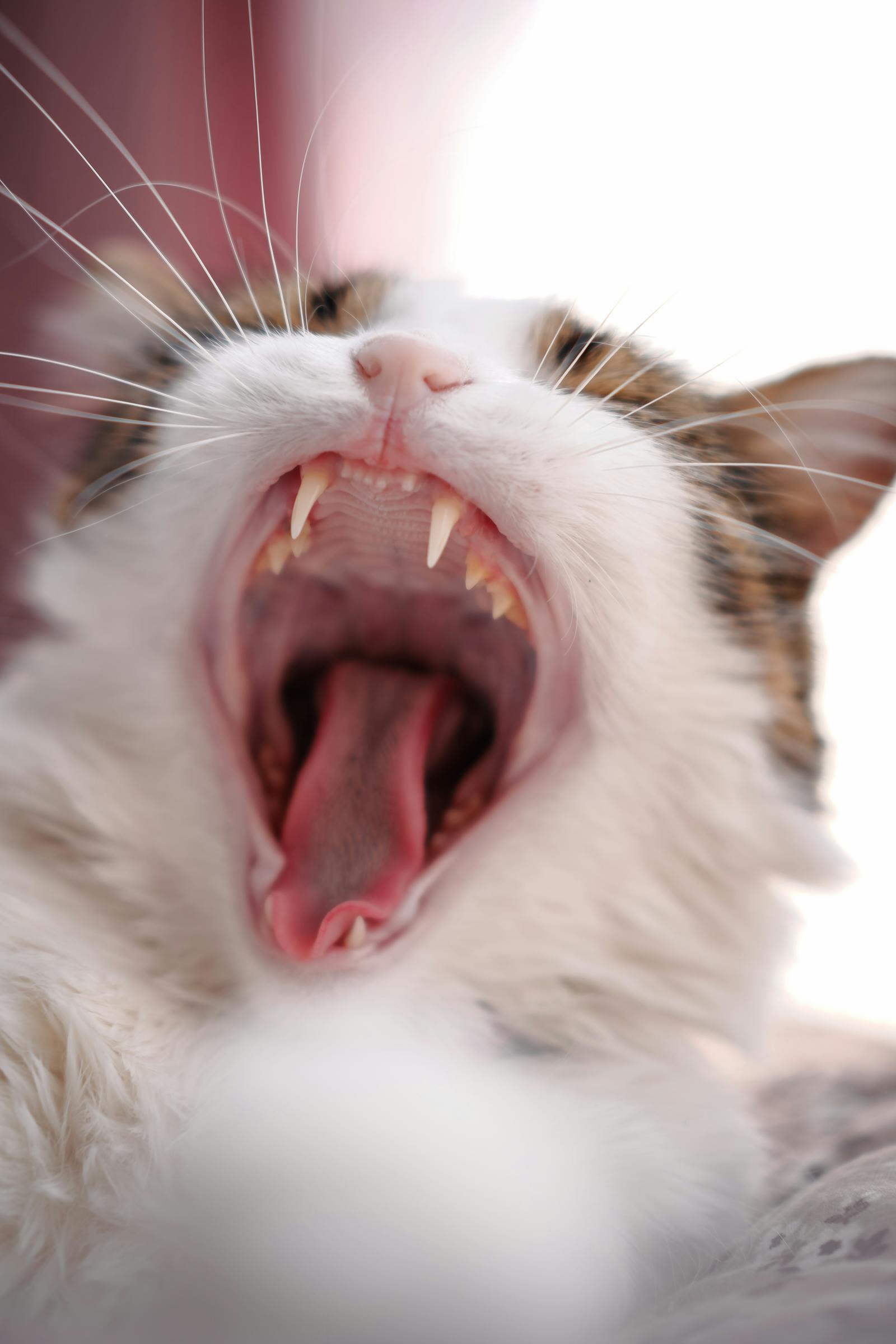 Yawning Photos, Download The BEST Free Yawning Stock Photos & HD Images