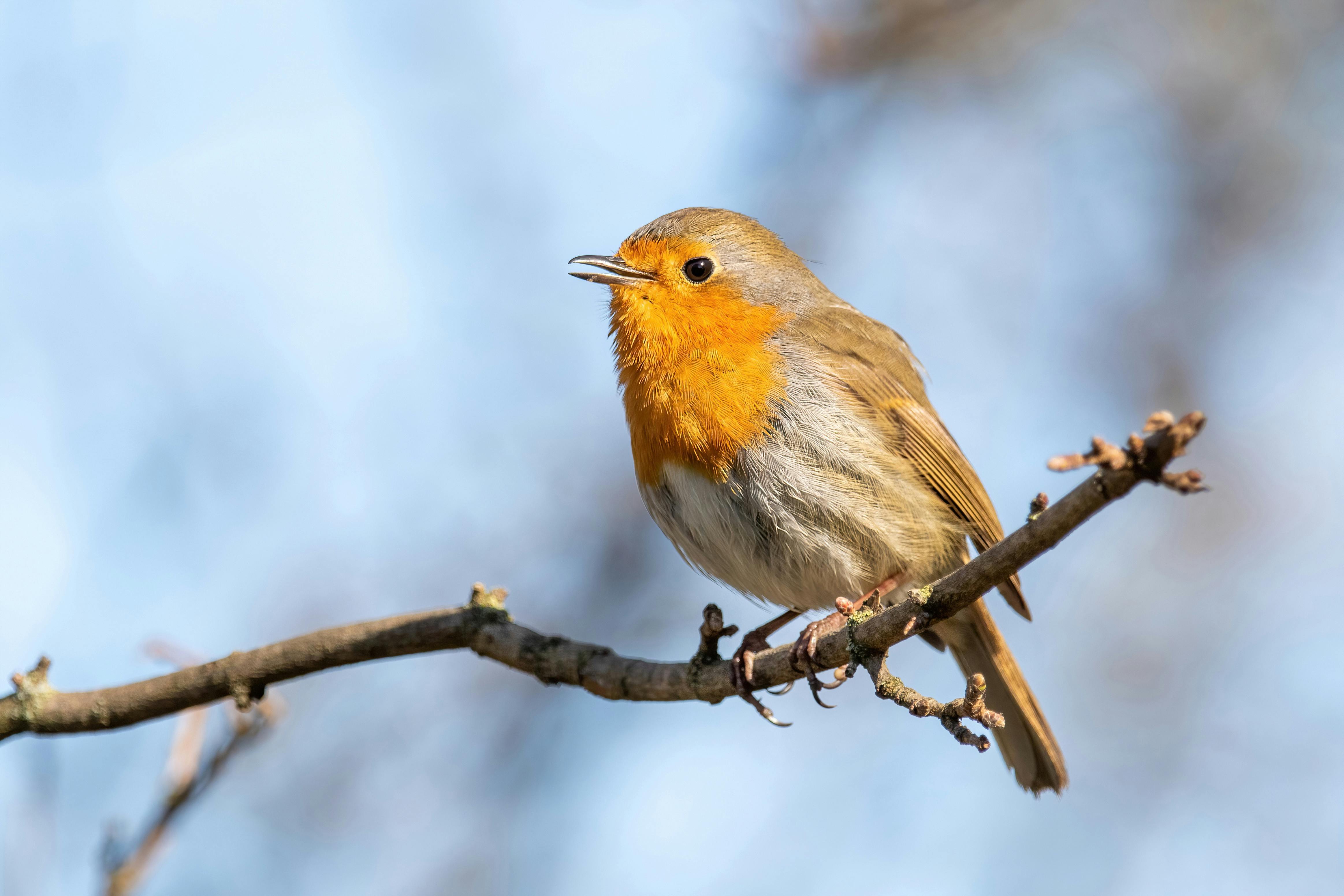 European Robin Singing on a Branch in France · Free Stock Photo