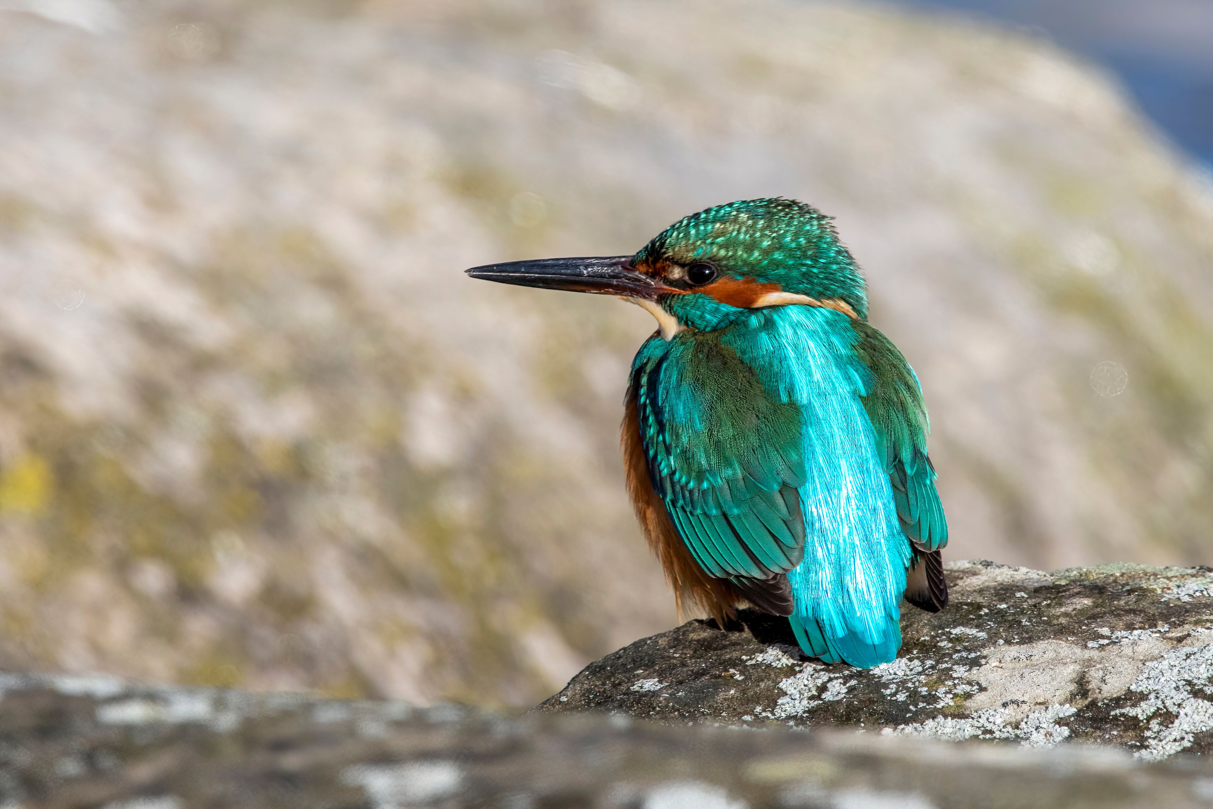 Vibrant Kingfisher Resting on Rock in Nature · Free Stock Photo