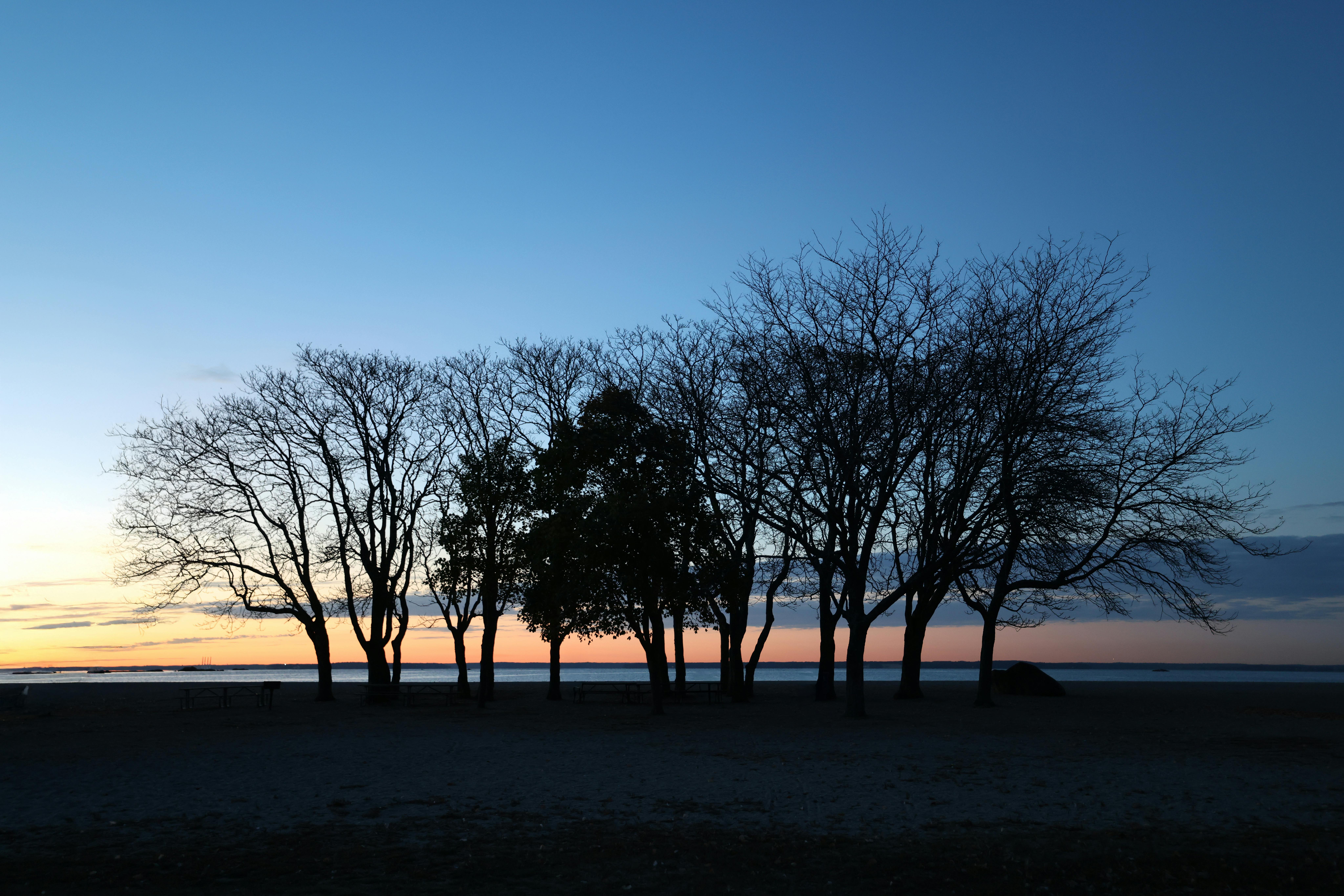 Serene Trees at Sunrise in Cove Island Park · Free Stock Photo