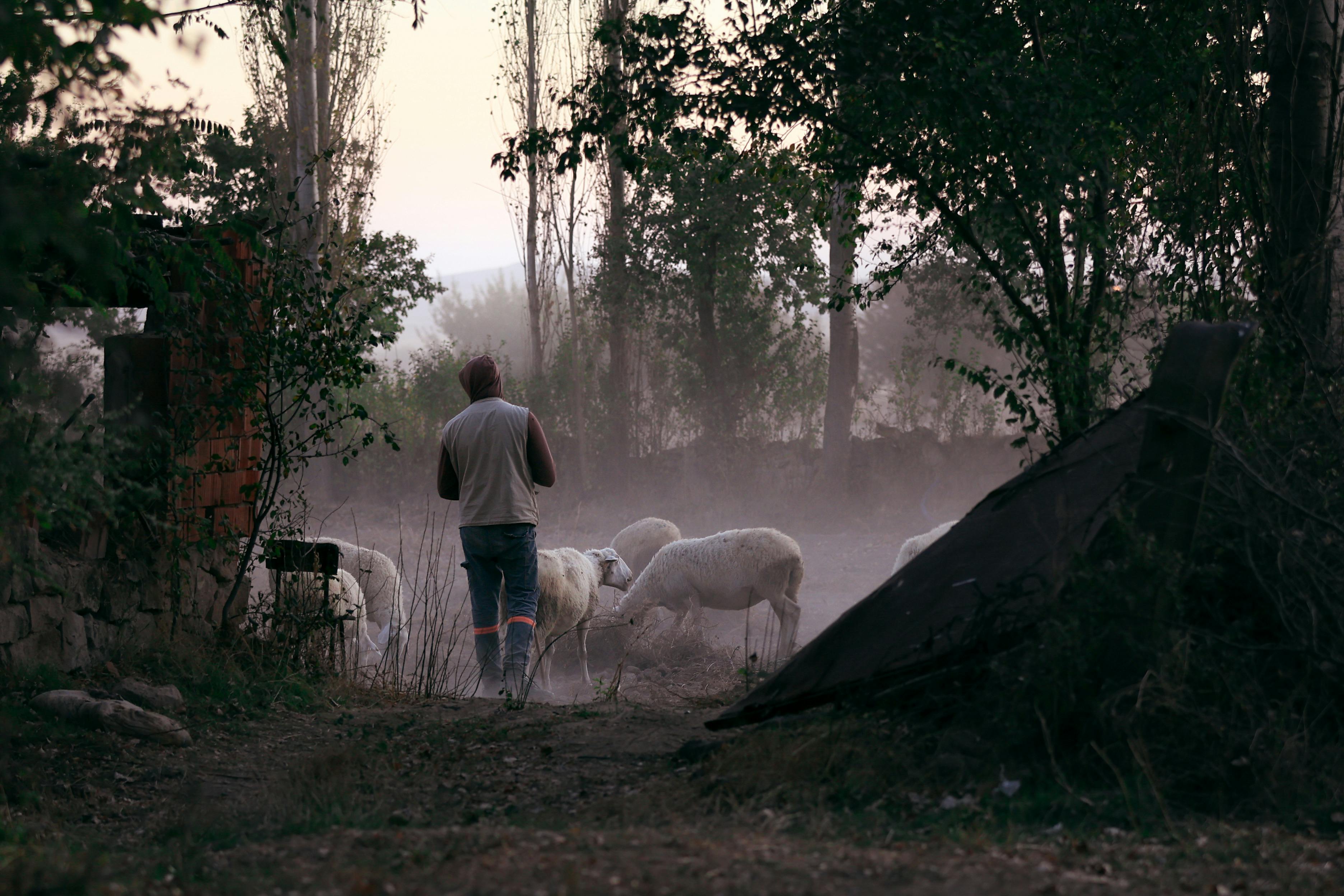 Shepherd Tending Flock of Sheep in Rustic Outdoor Setting · Free Stock ...