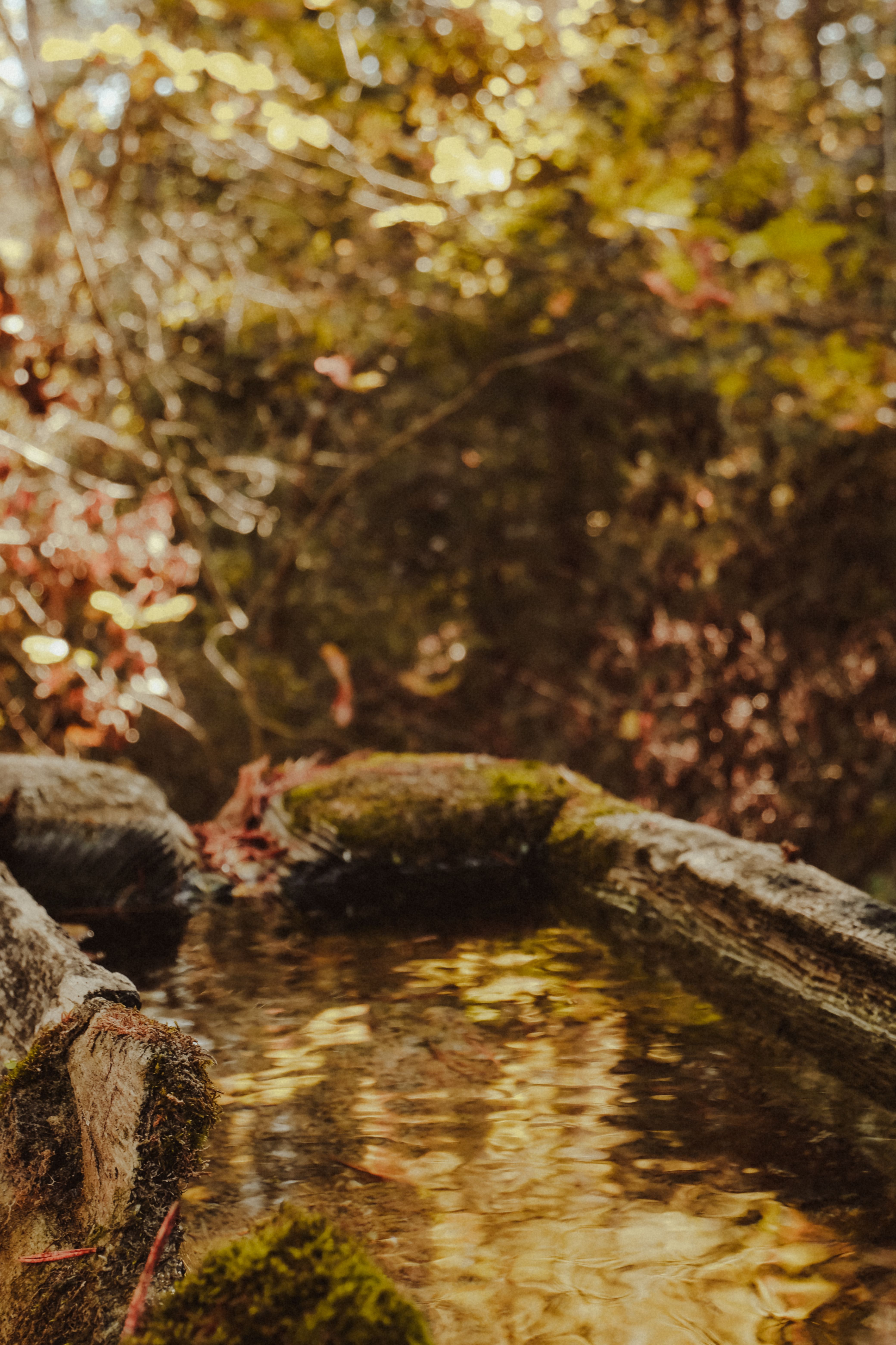 Serene Autumn Forest Stream with Golden Leaves · Free Stock Photo