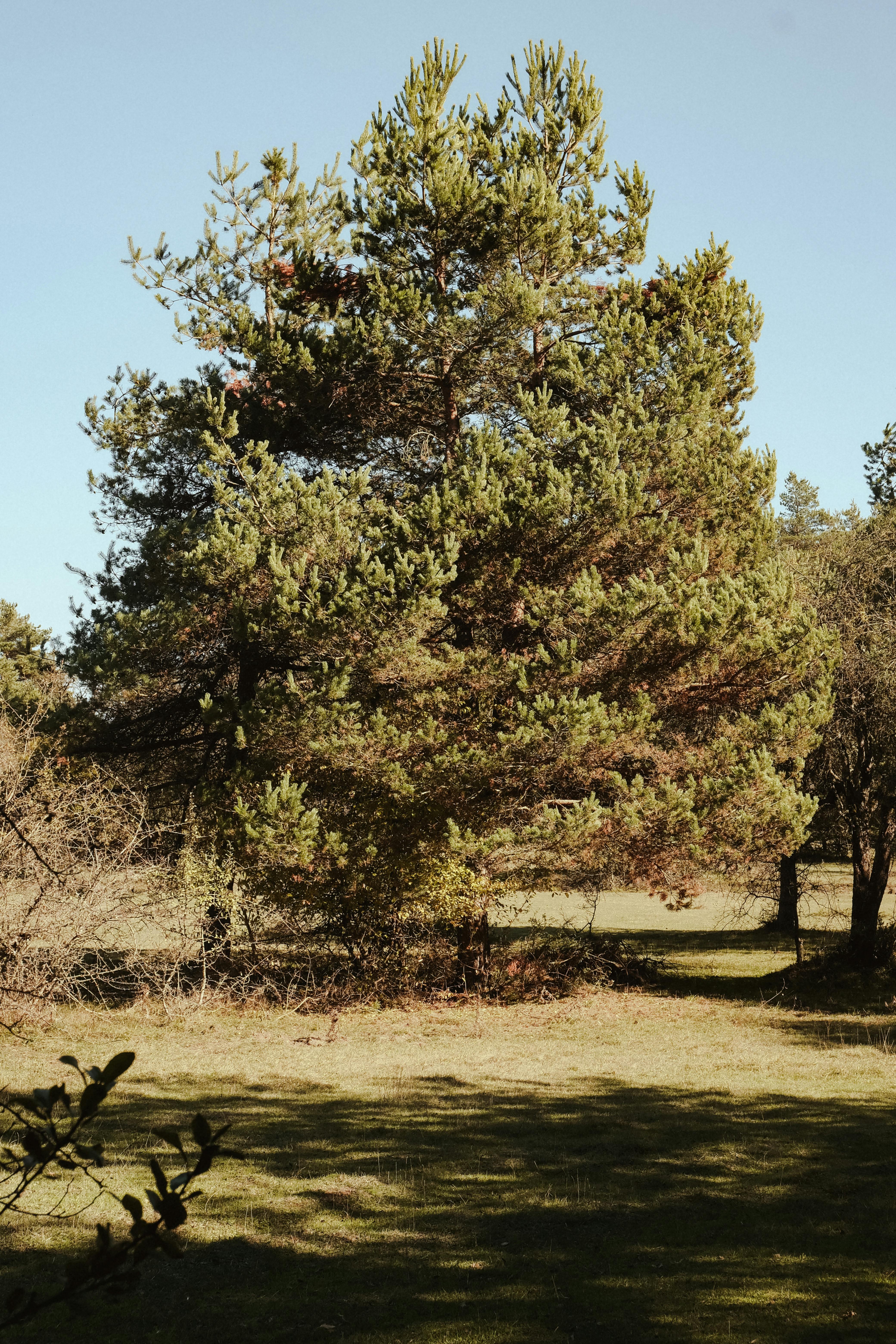 Serene Autumn Landscape with Pine Tree · Free Stock Photo