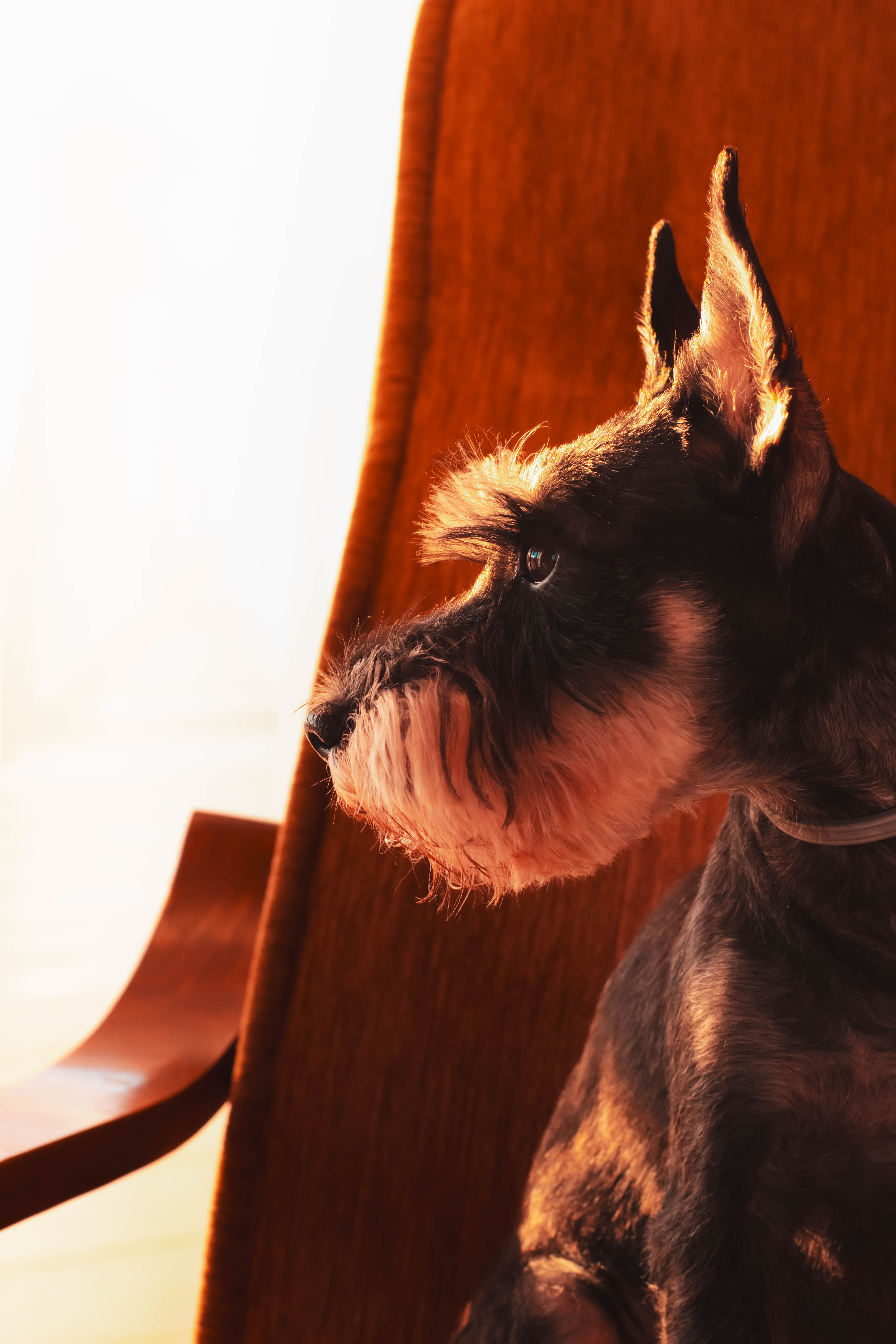 Side Profile of a Schnauzer Dog by Window · Free Stock Photo