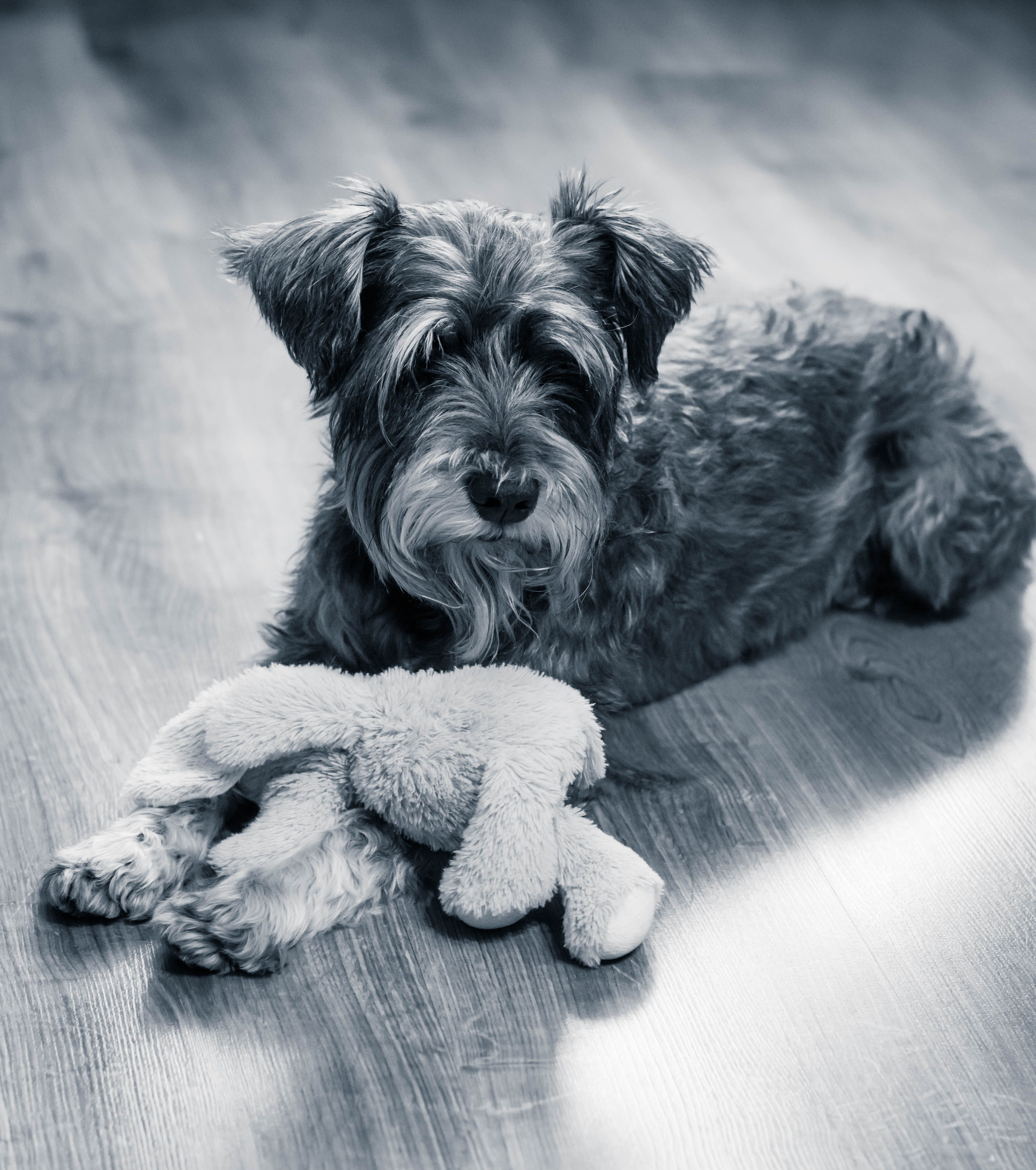 Cute Schnauzer Puppy with Plush Toy on Wooden Floor · Free Stock Photo