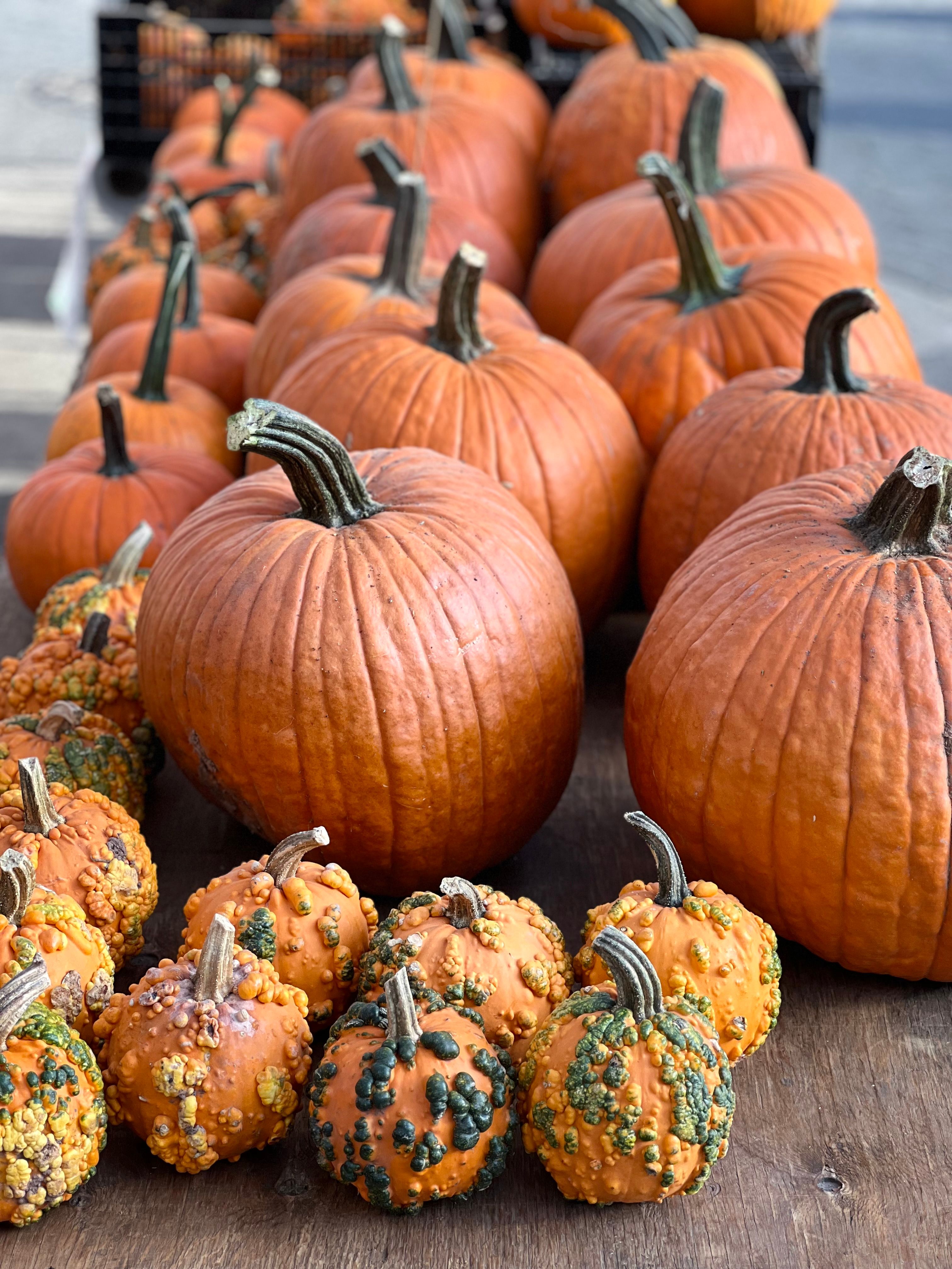 Vibrant Autumn Pumpkins at Outdoor Market · Free Stock Photo