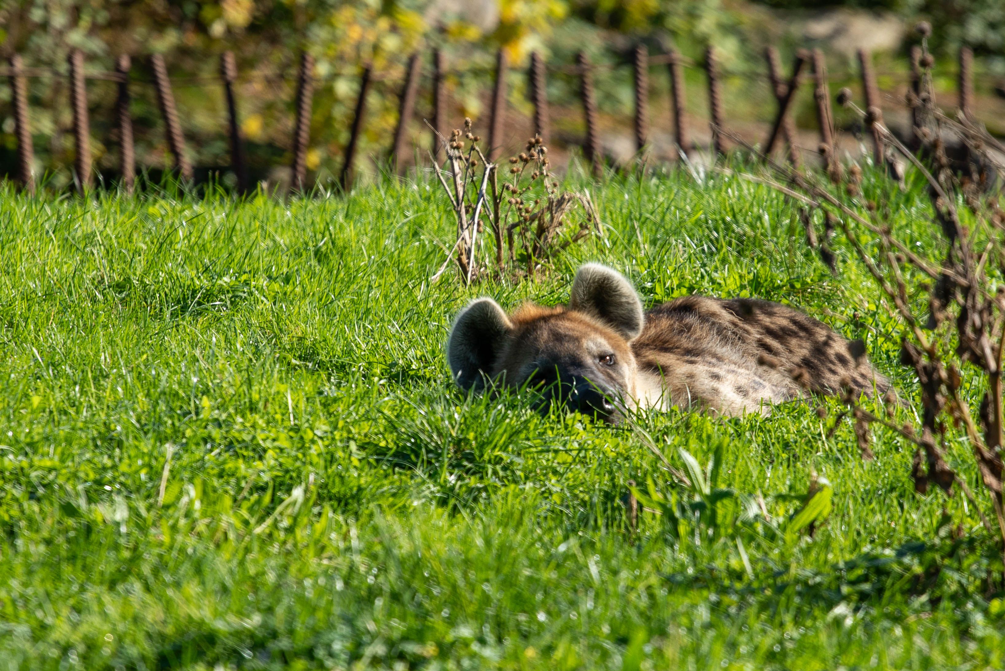 Spotted Hyena Resting in Grassy Habitat · Free Stock Photo