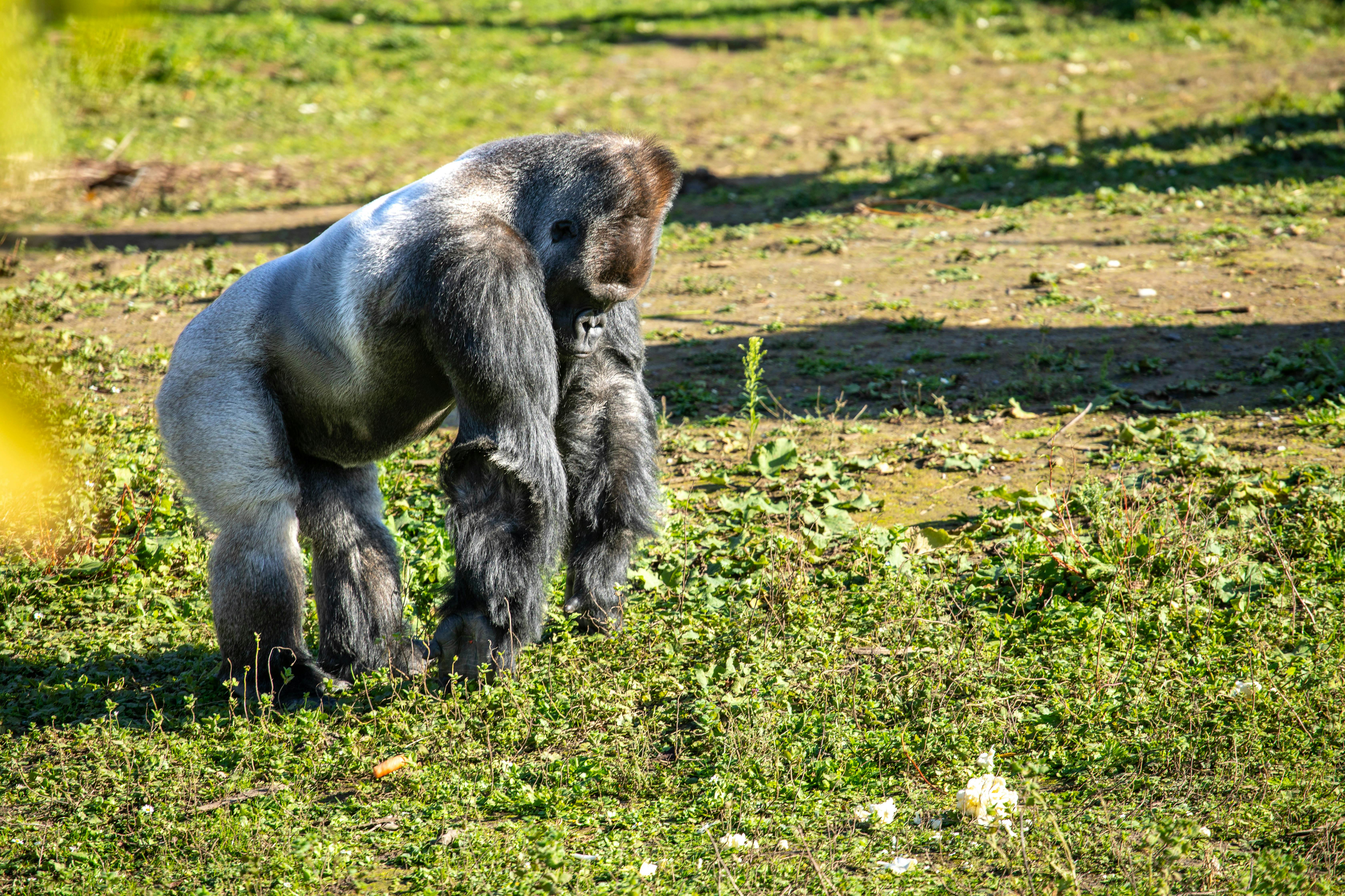 Majestic Silverback Gorilla in Natural Habitat · Free Stock Photo