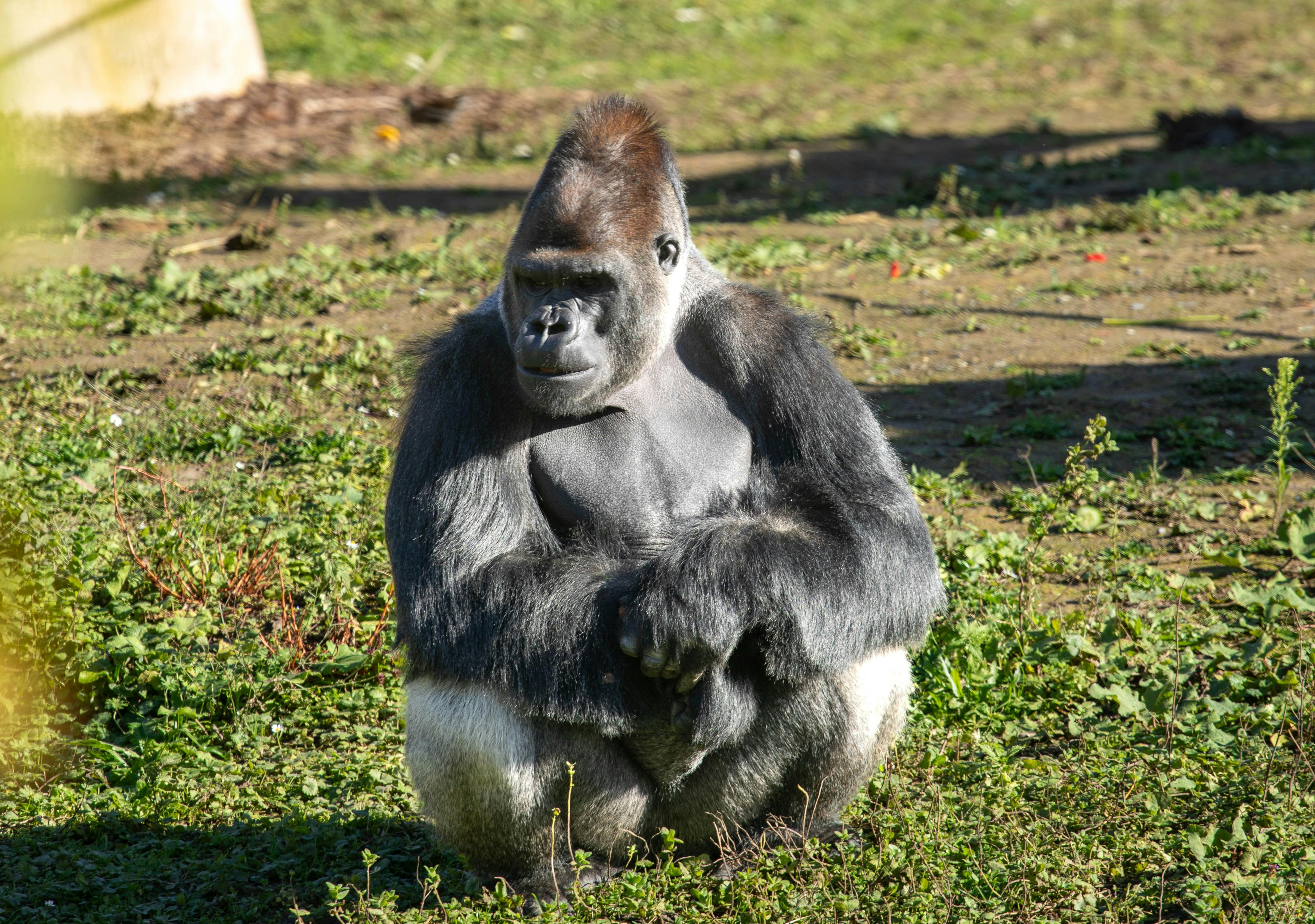 Primate Map Photos, Download The BEST Free Primate Map Stock Photos ...