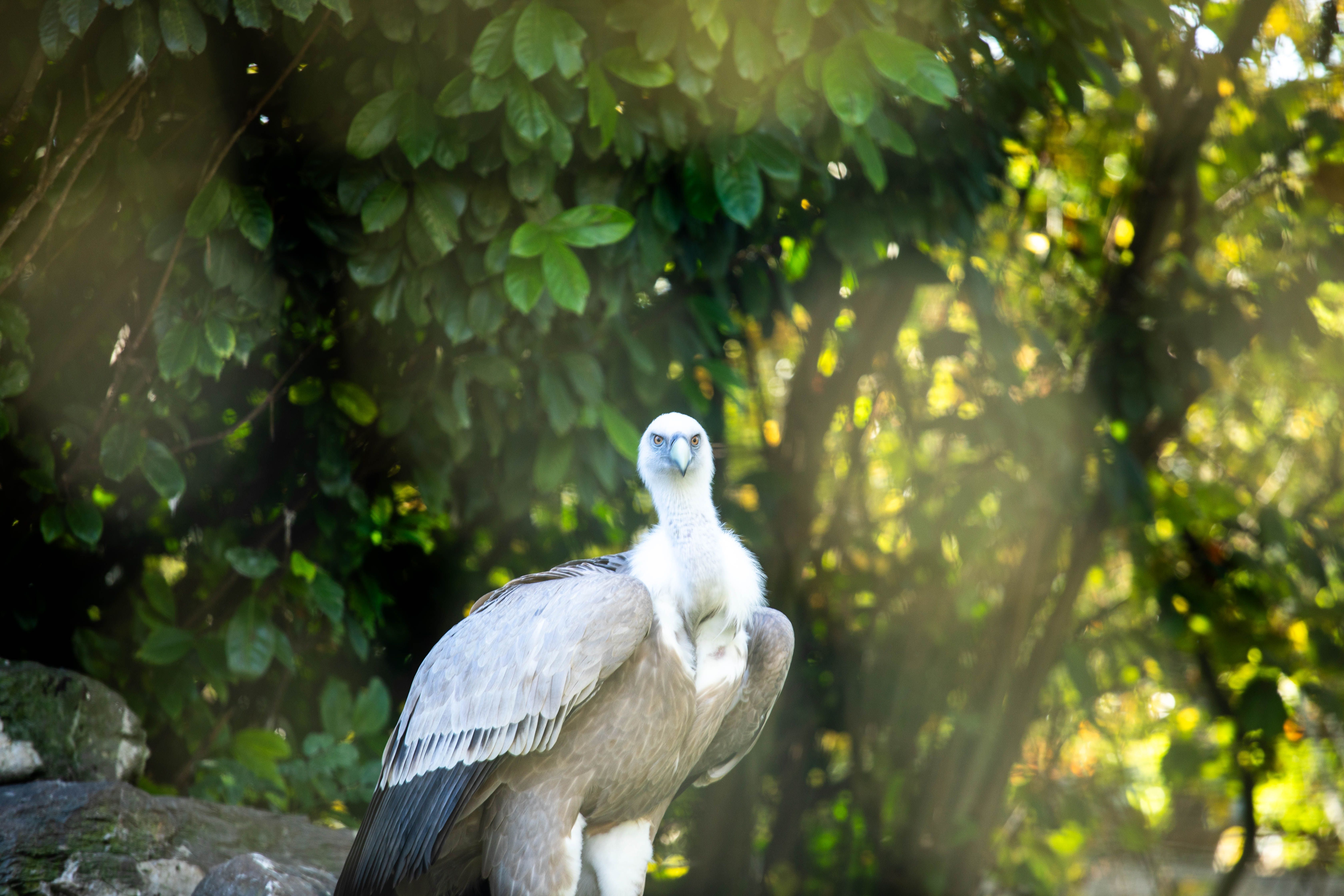 Vulture in Forest Setting in Brugelette, Belgium · Free Stock Photo