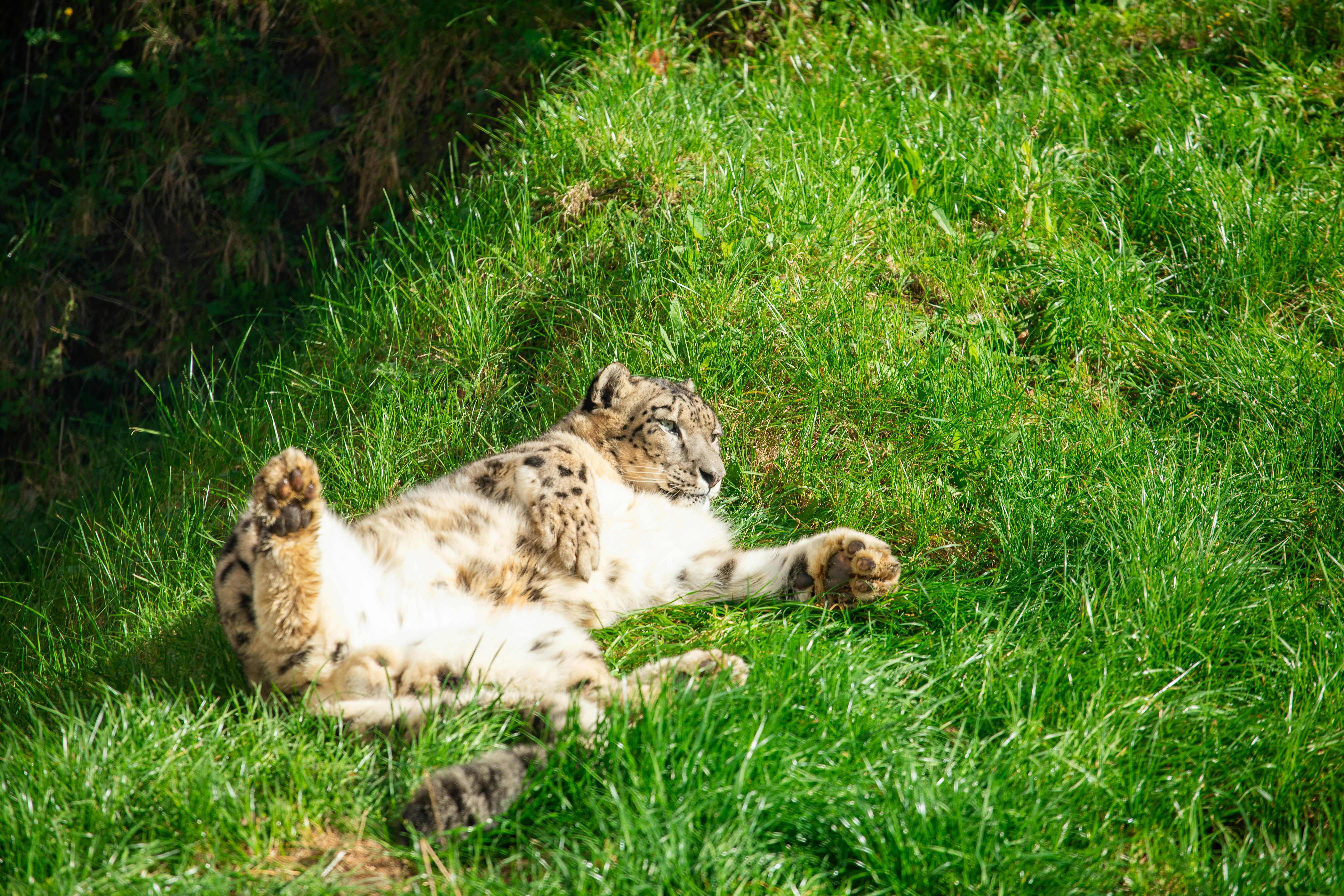 Relaxing Snow Leopard on a Sunny Day · Free Stock Photo