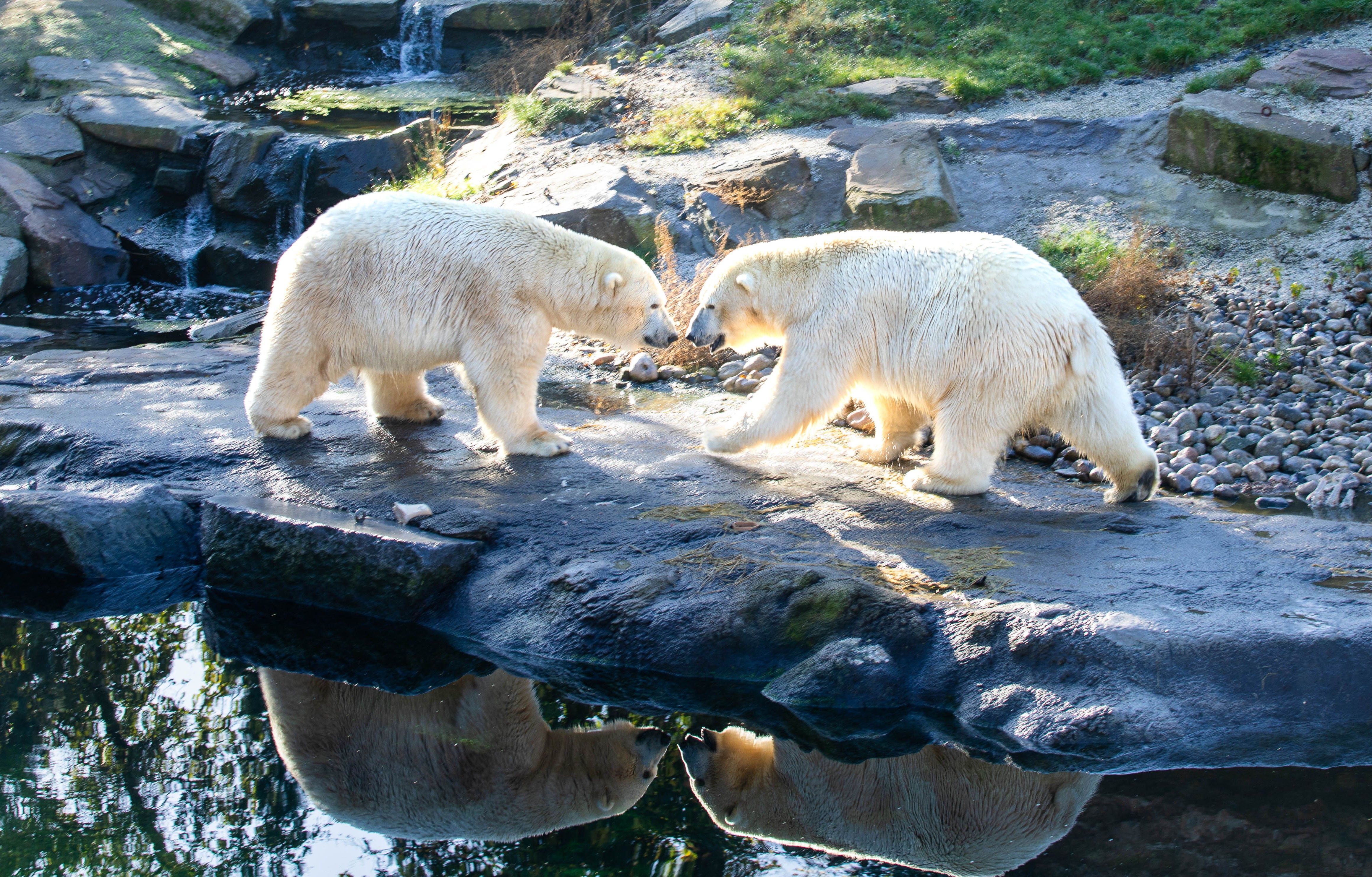 Polar Bears in Natural Habitat at Wildlife Park · Free Stock Photo