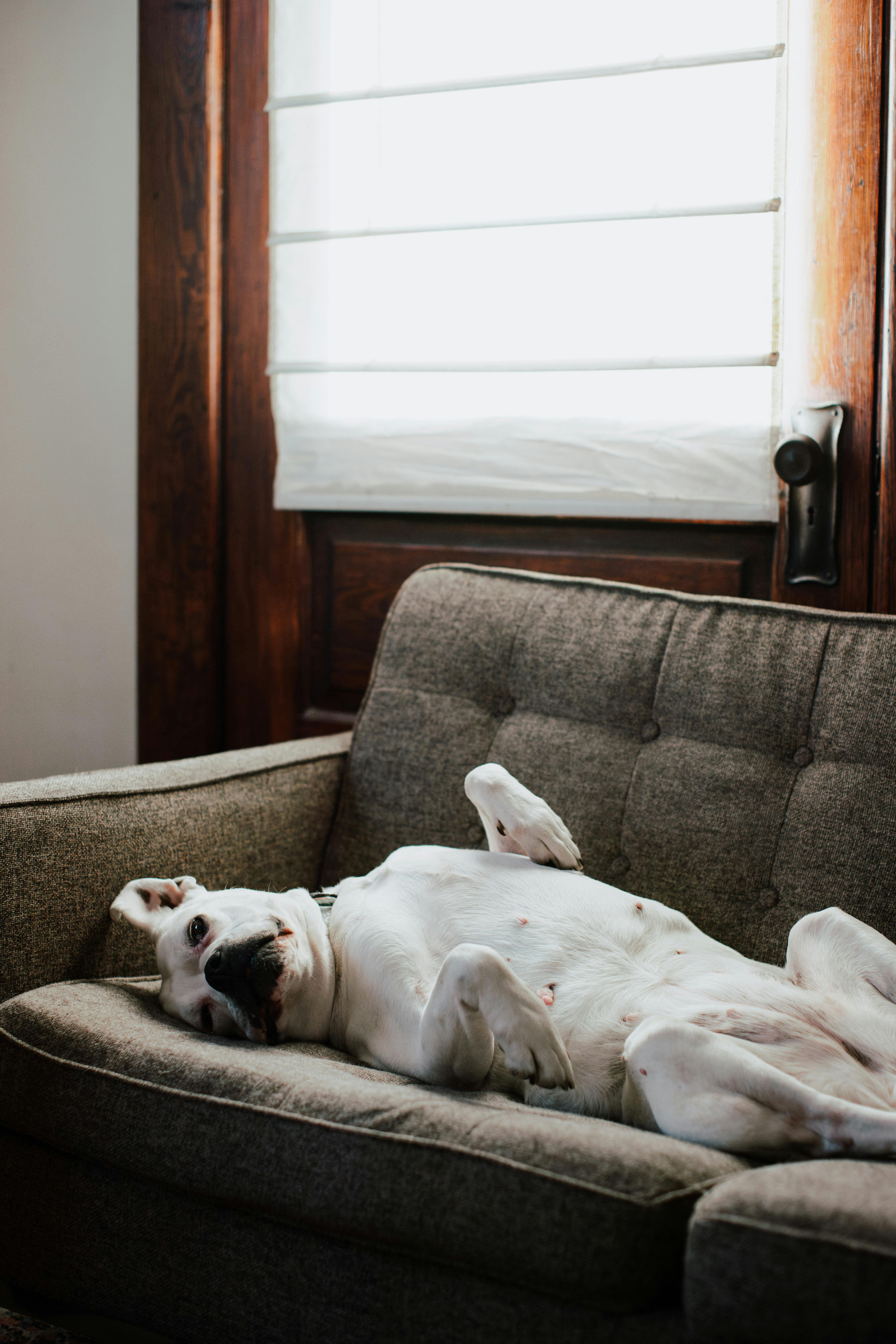 Relaxed Dog Lounging on a Cozy Sofa · Free Stock Photo