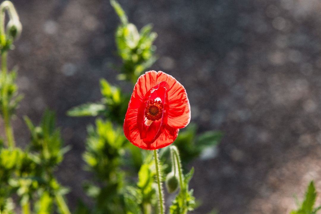 Red Corn Poppy Flower: Facts, Benefits, and Natural Uses