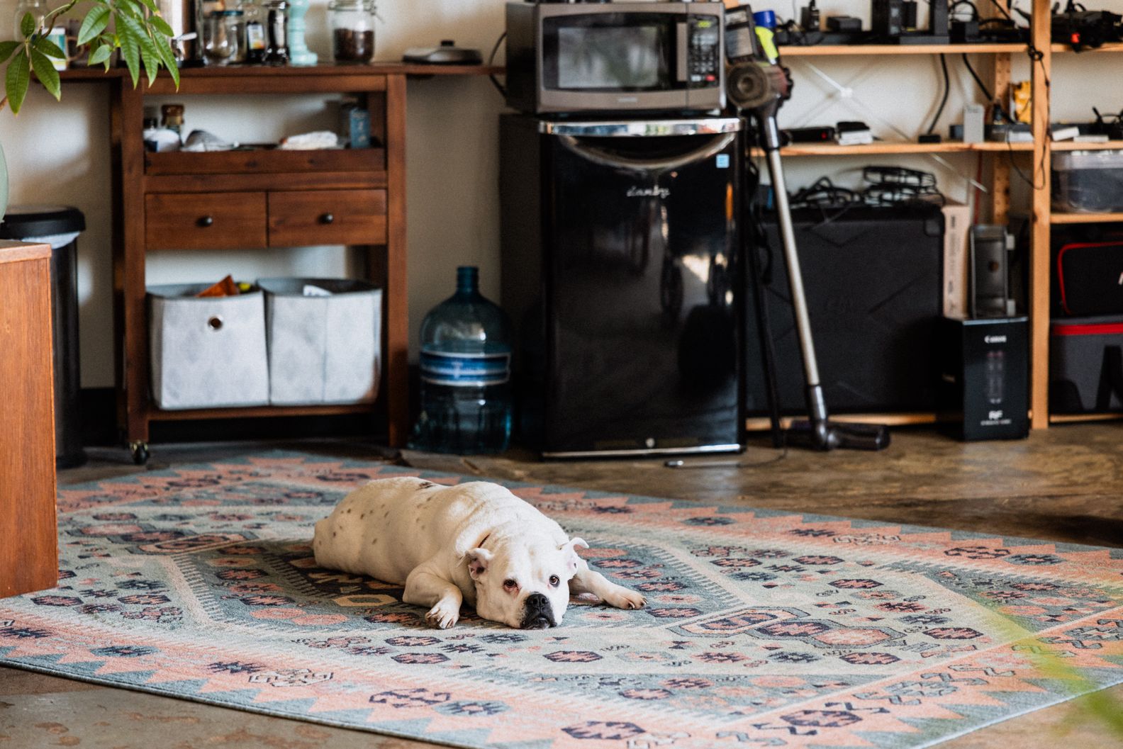 Understanding Boston Terrier Size Chart for Healthy Growth