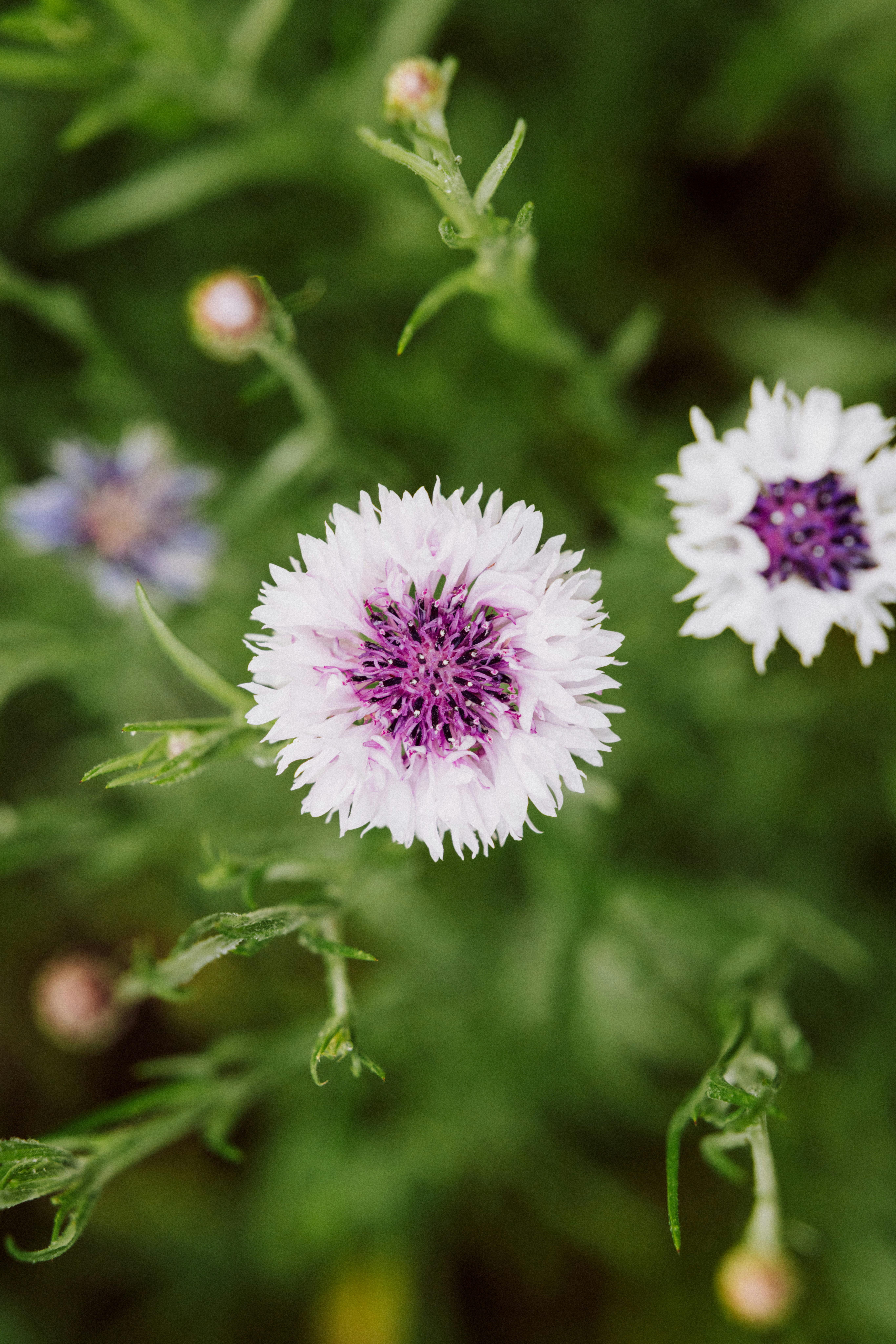 Close-Up of White and Purple Bachelor's Button Flower · Free Stock Photo