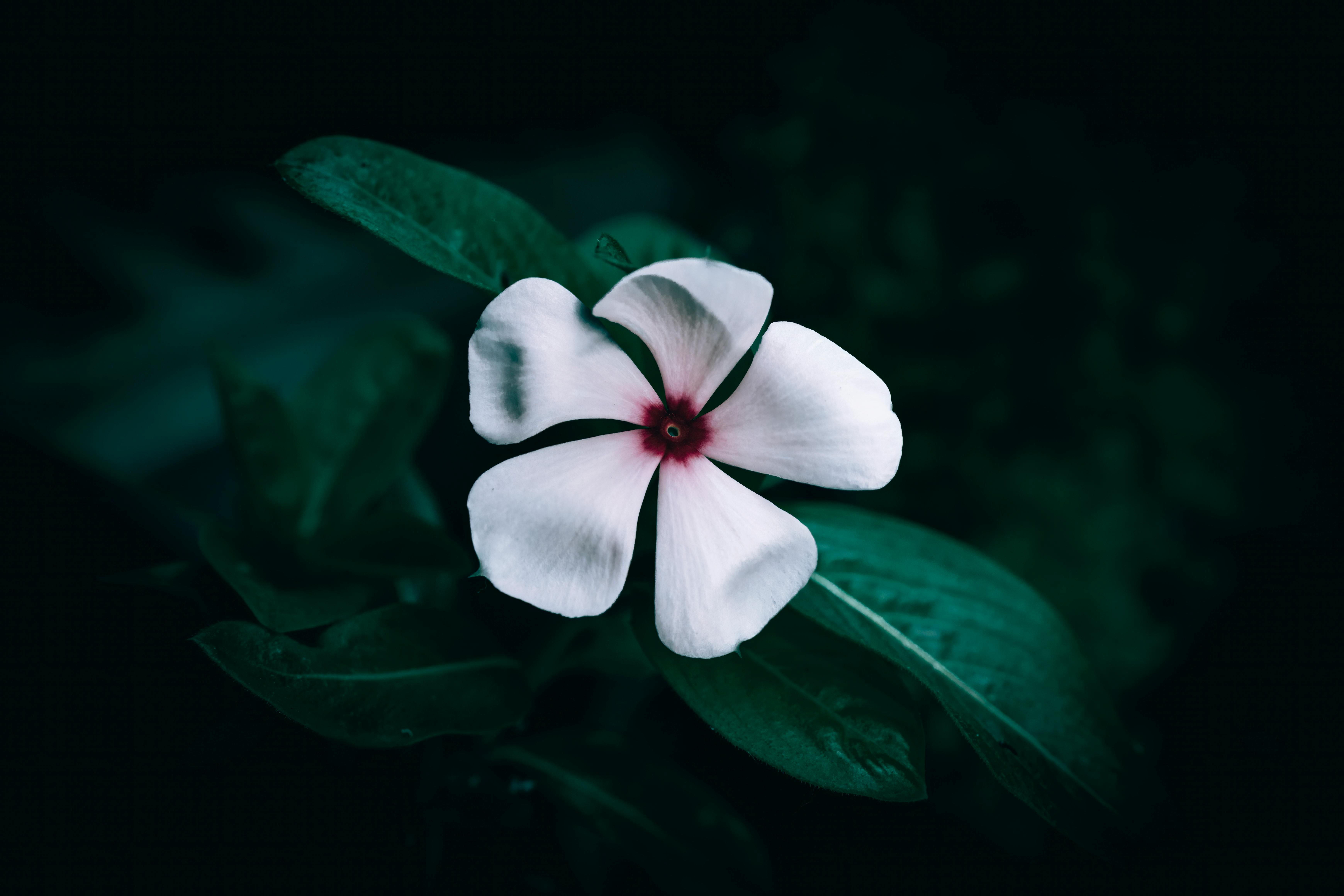 Close-Up of White Periwinkle Flower · Free Stock Photo