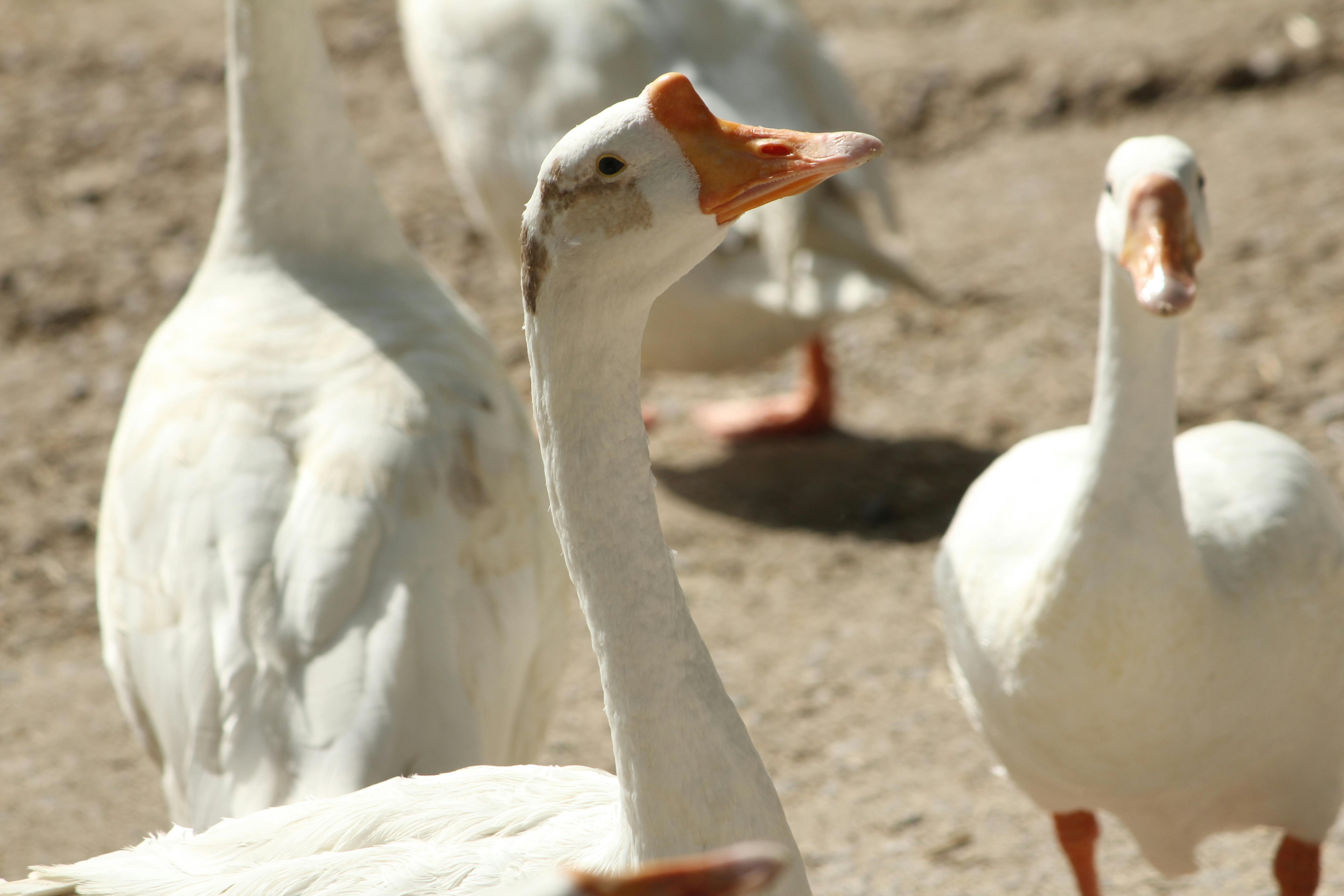 Free stock photo of background image, ducks, ground