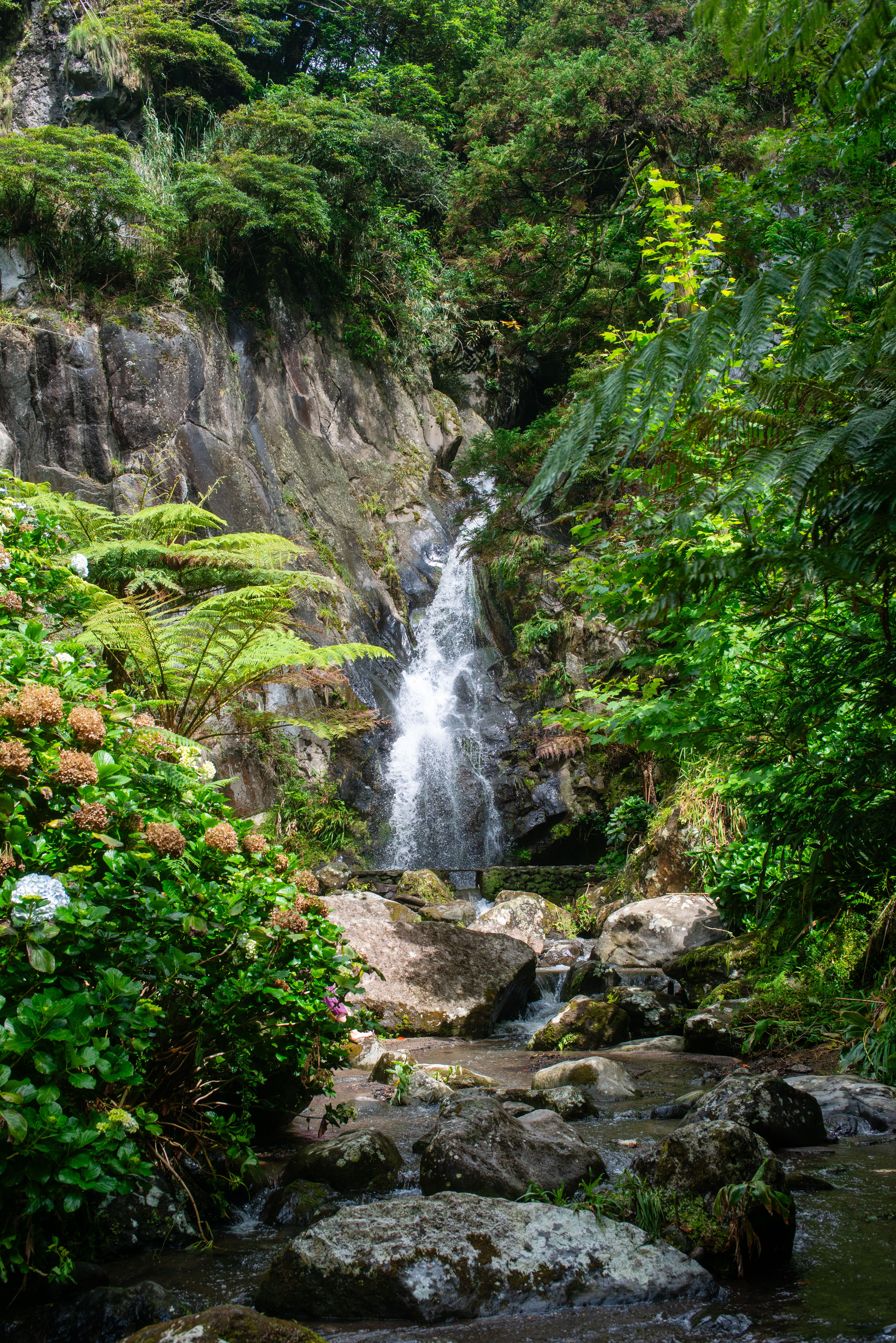 Majestic Waterfall in Lush Azorean Forest · Free Stock Photo