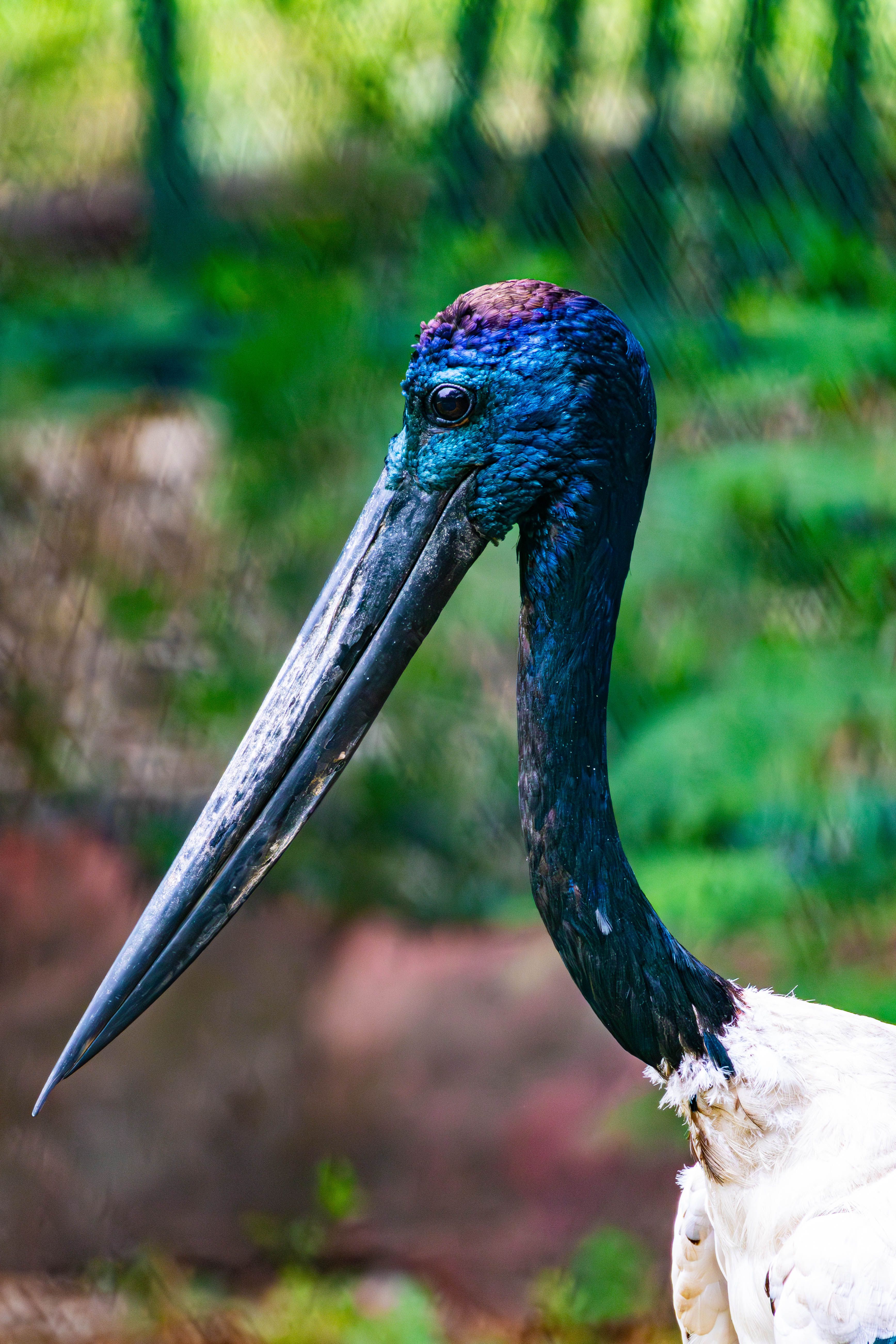 Elegant Wood Stork Profile in Lush Greenery · Free Stock Photo