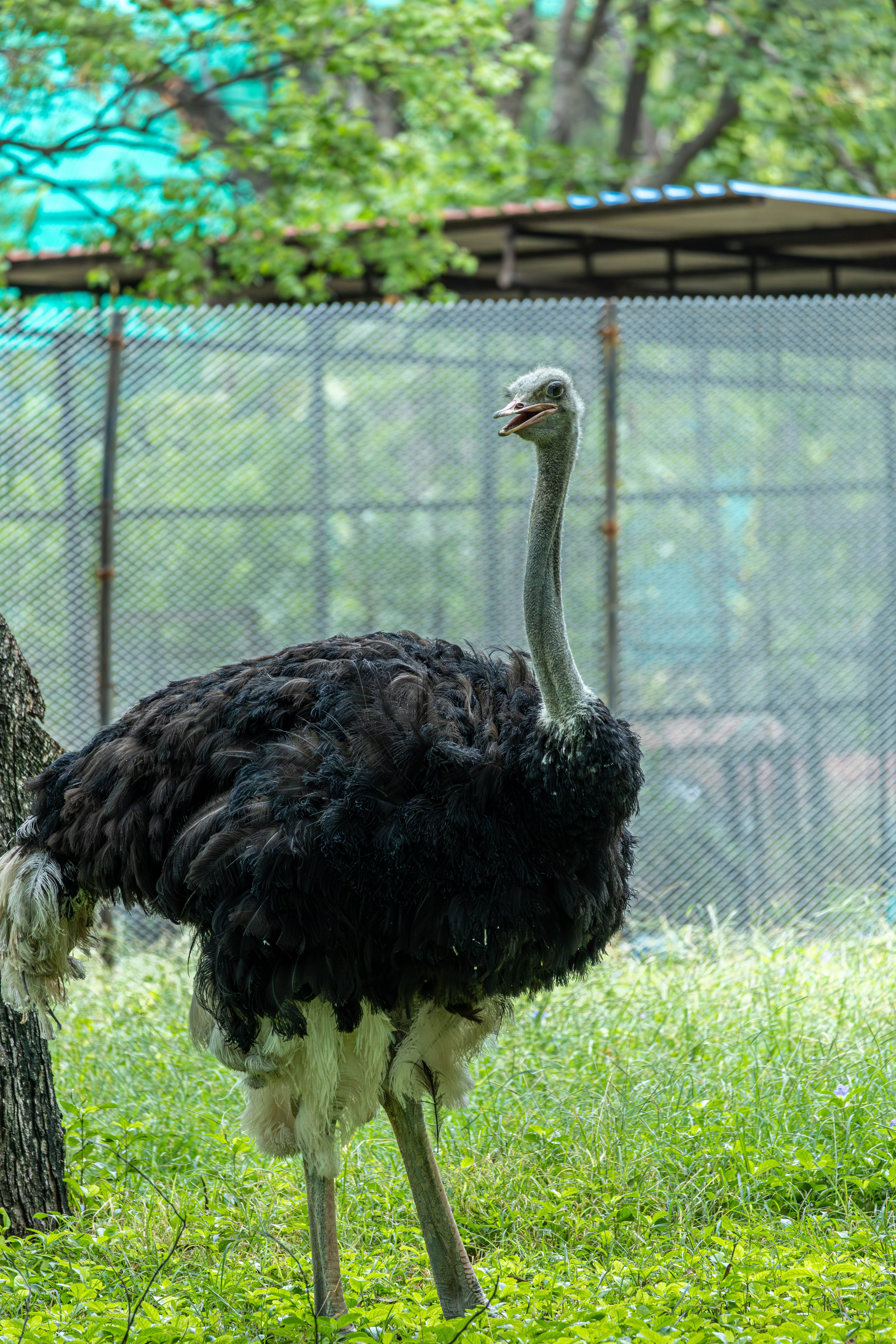 Majestic Ostrich Standing Outdoors in Zoo · Free Stock Photo