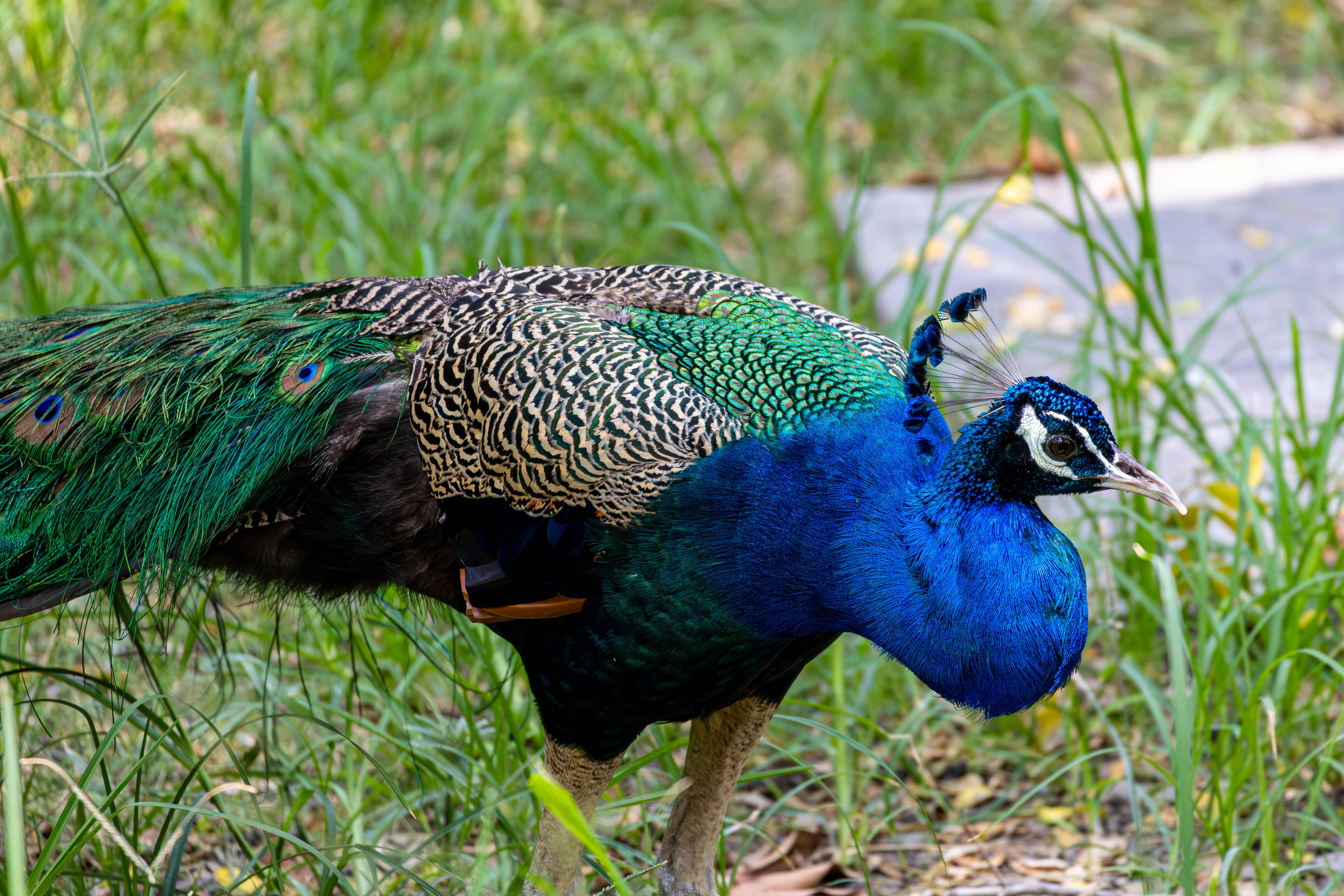 Close-up of Vibrant Peacock in Natural Habitat · Free Stock Photo