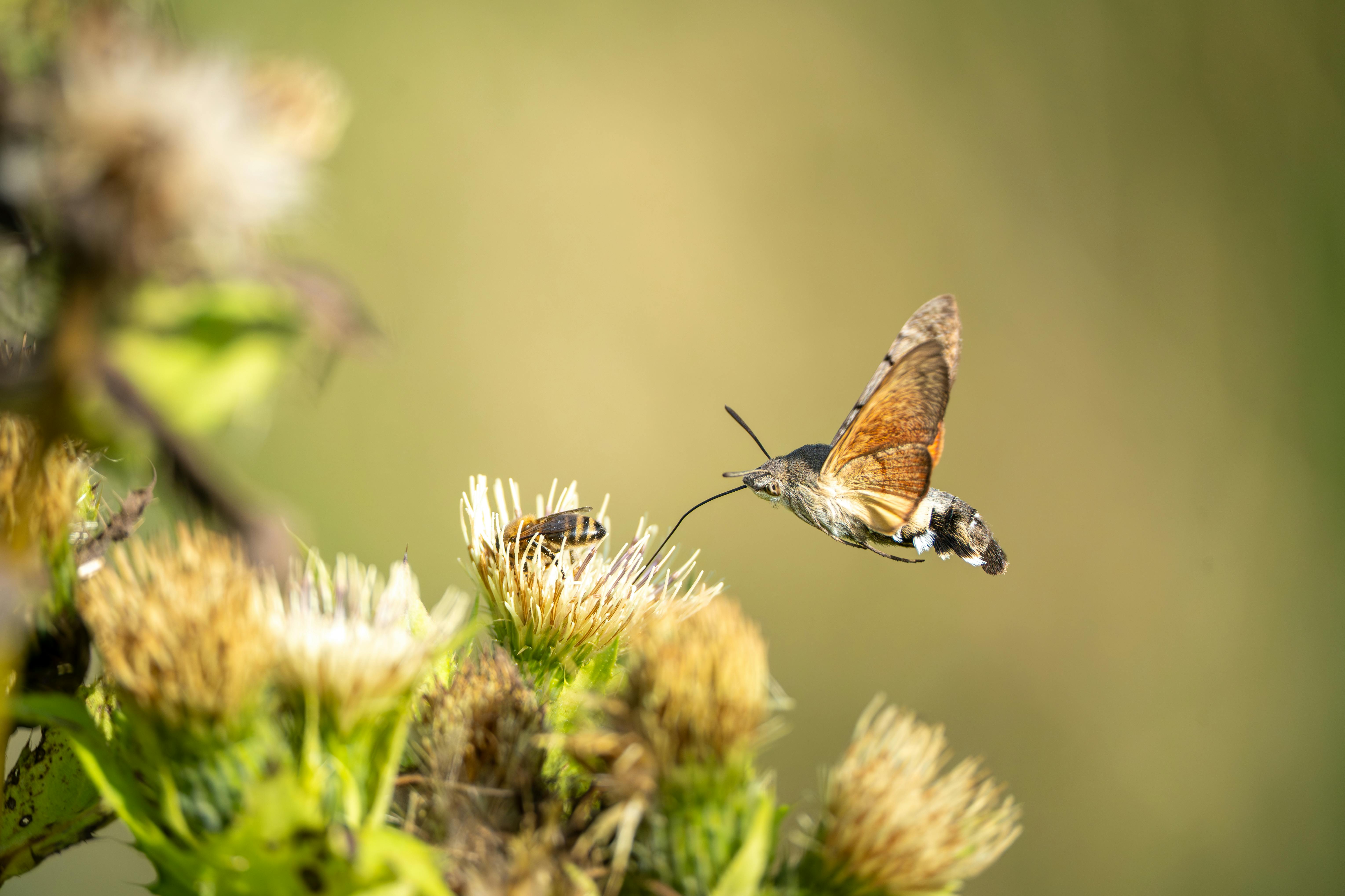 Hummingbird Hawk-Moth Feeding on Thistle in Obwalden · Free Stock Photo