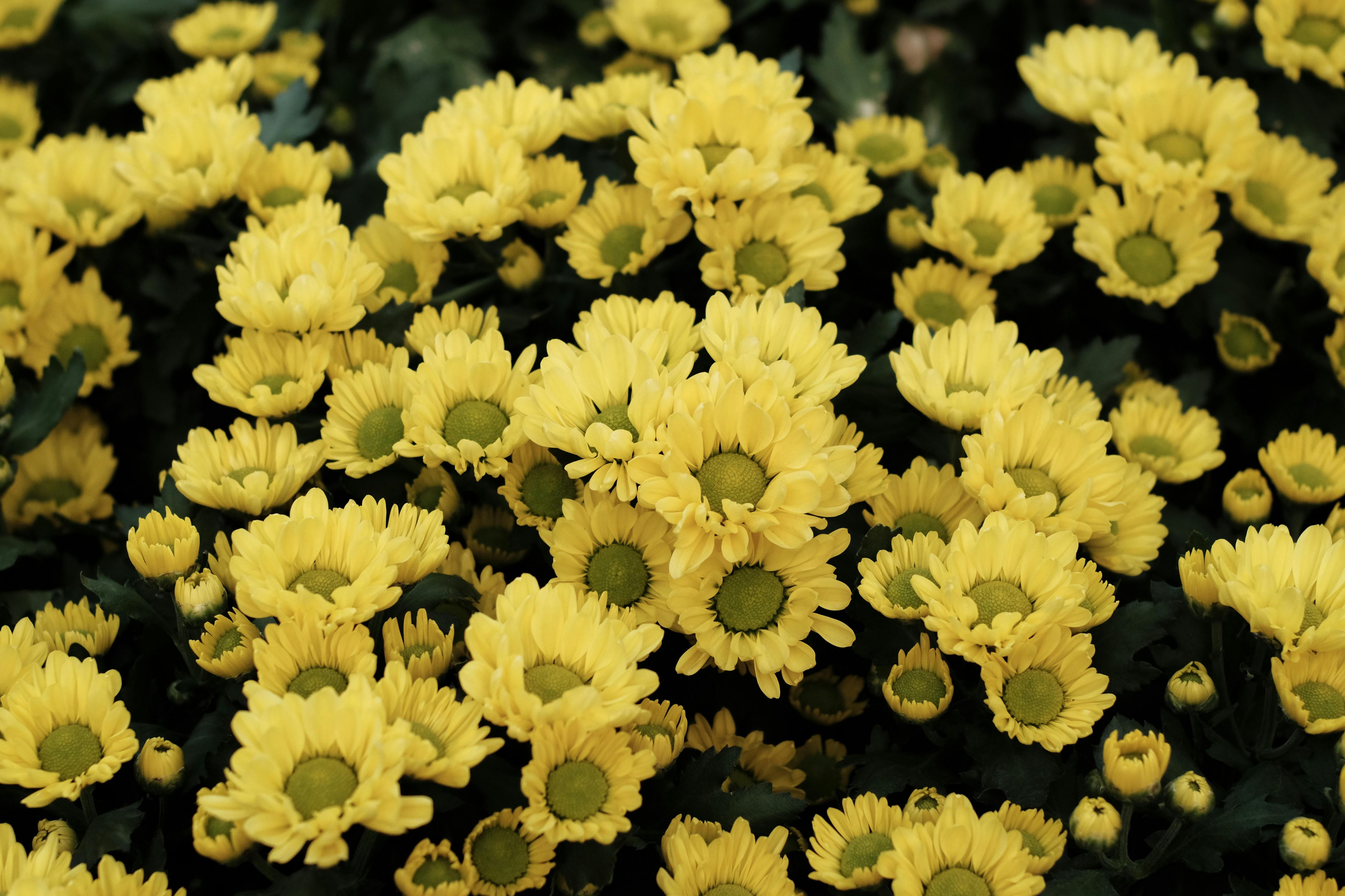 Vibrant Yellow Chrysanthemums Bloom in Spring Garden · Free Stock Photo