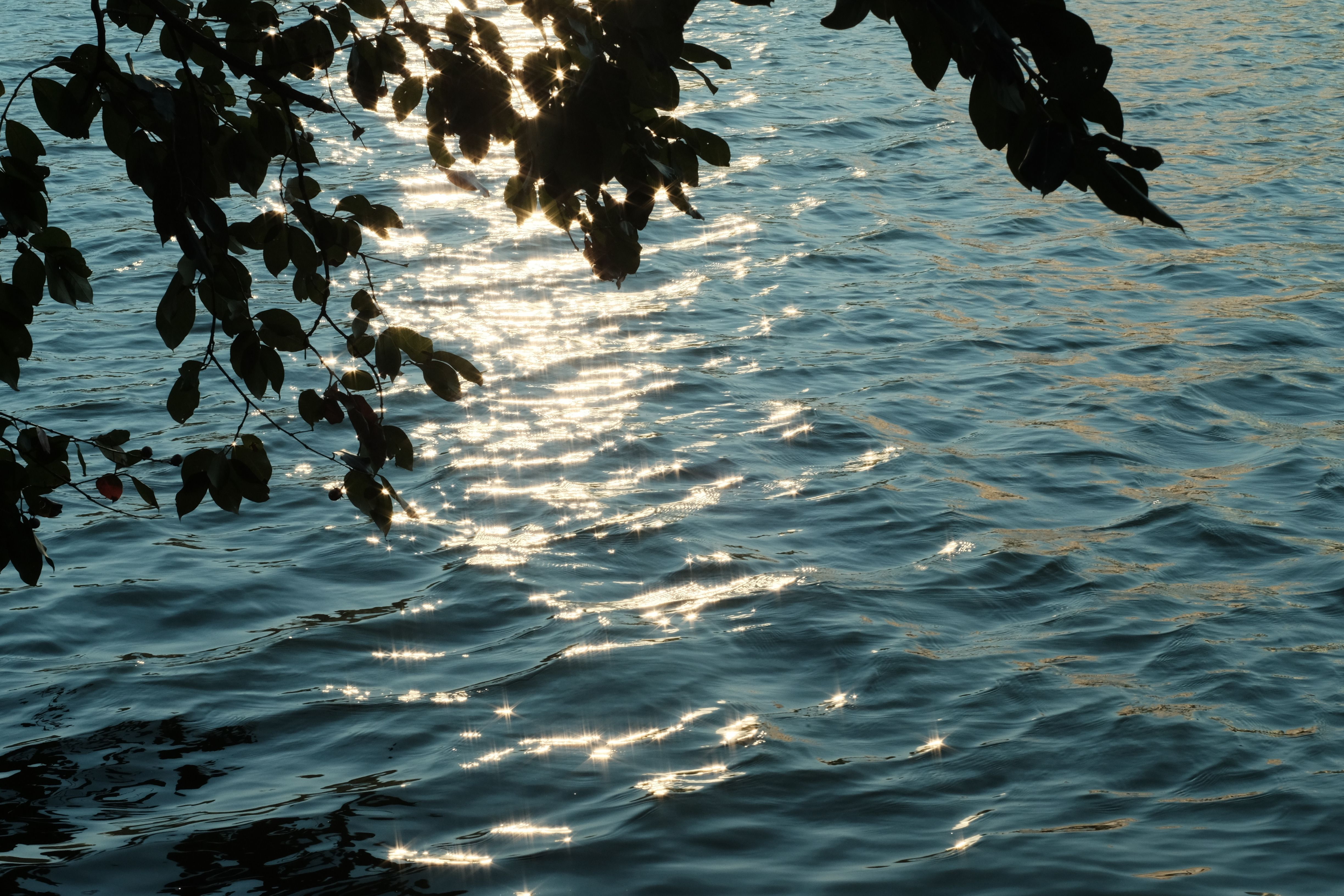 Sunlight Reflecting on Calm Water with Leaves · Free Stock Photo