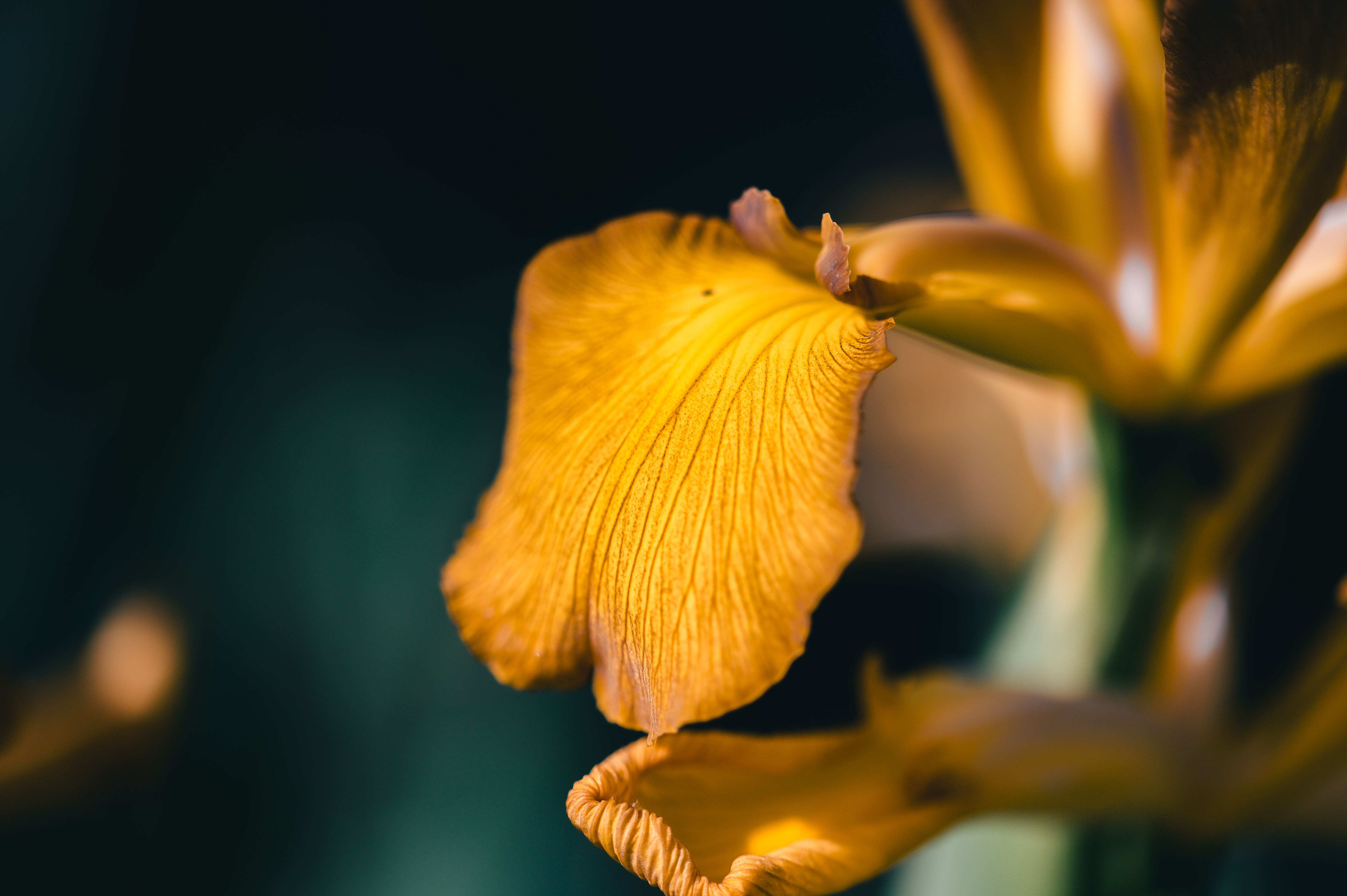 Close-up of Yellow Flower Petal in Sunlight · Free Stock Photo