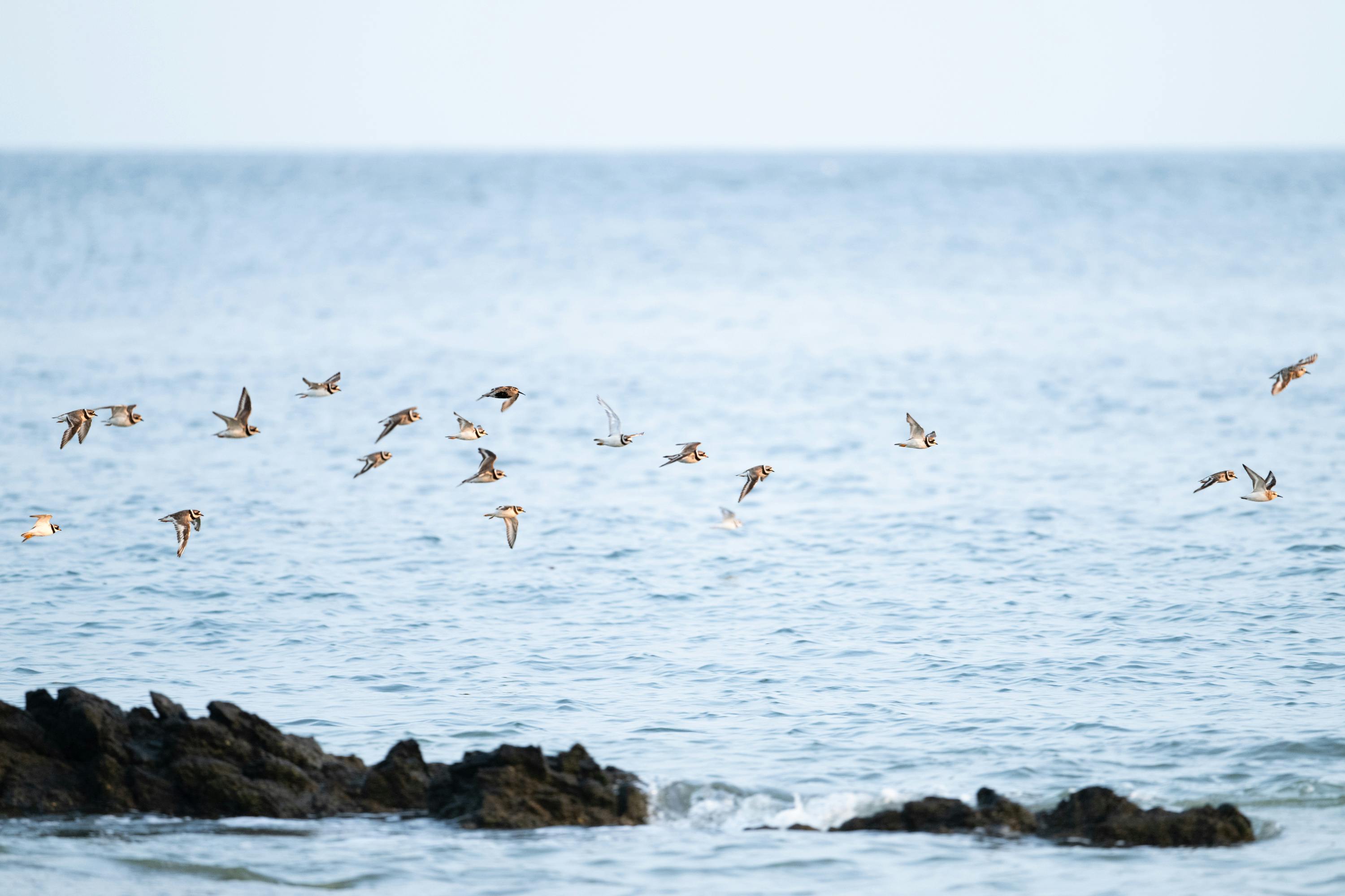 Common Ringed Plovers in Flight Over Bretagne Coast · Free Stock Photo