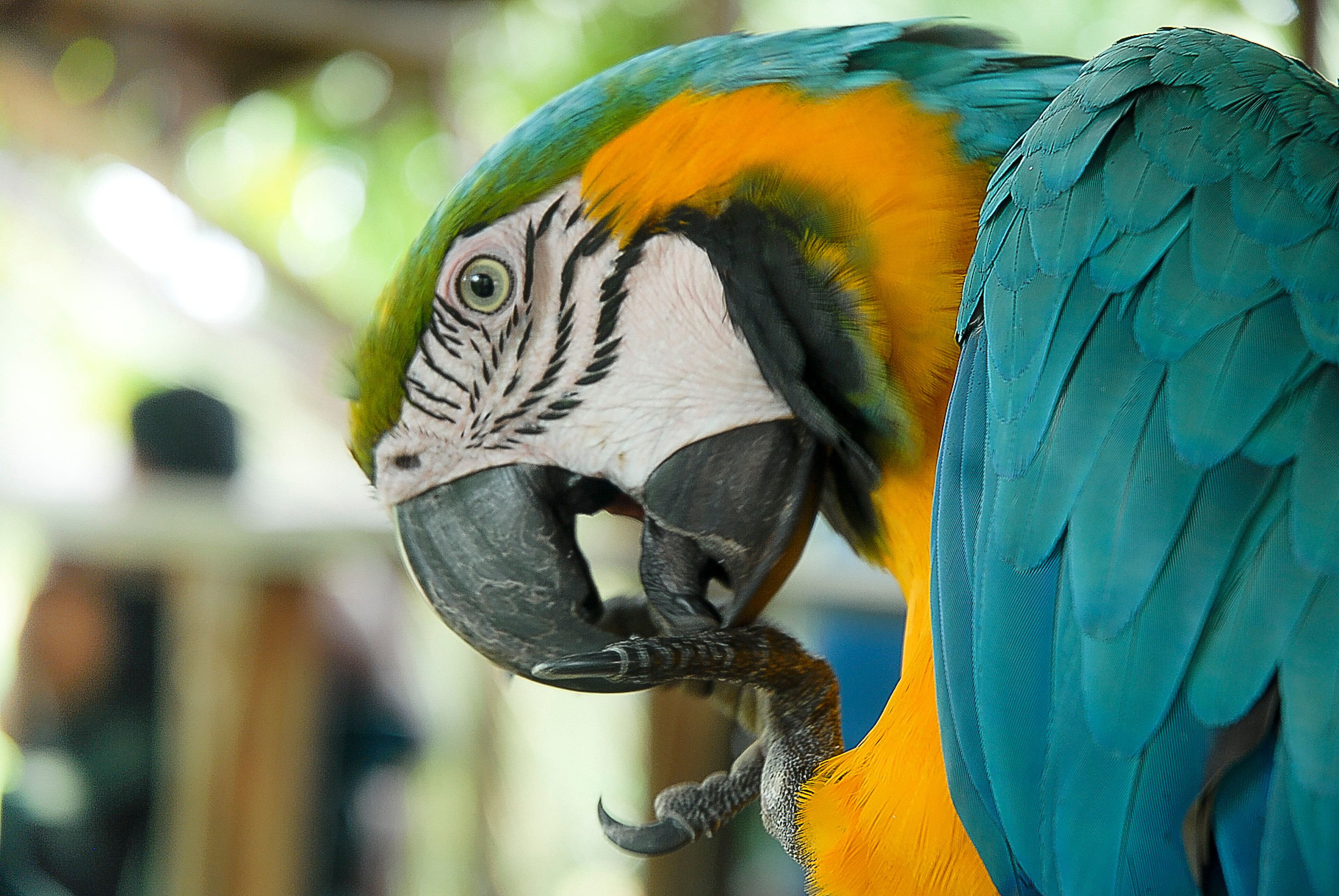 Close-up of Vibrant Blue and Yellow Macaw Parrot · Free Stock Photo