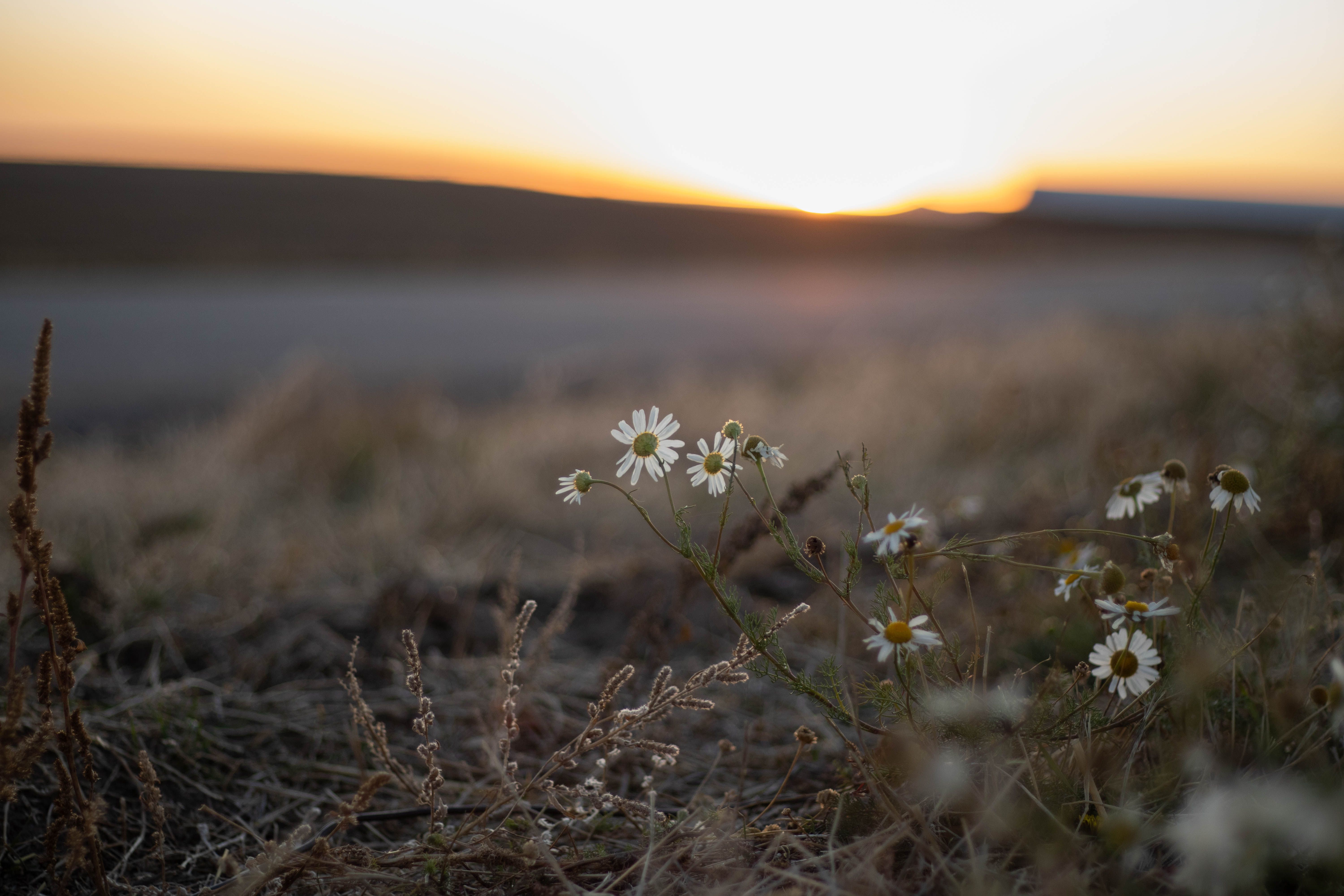 Daisy Flowers at Sunset in Natural Setting · Free Stock Photo