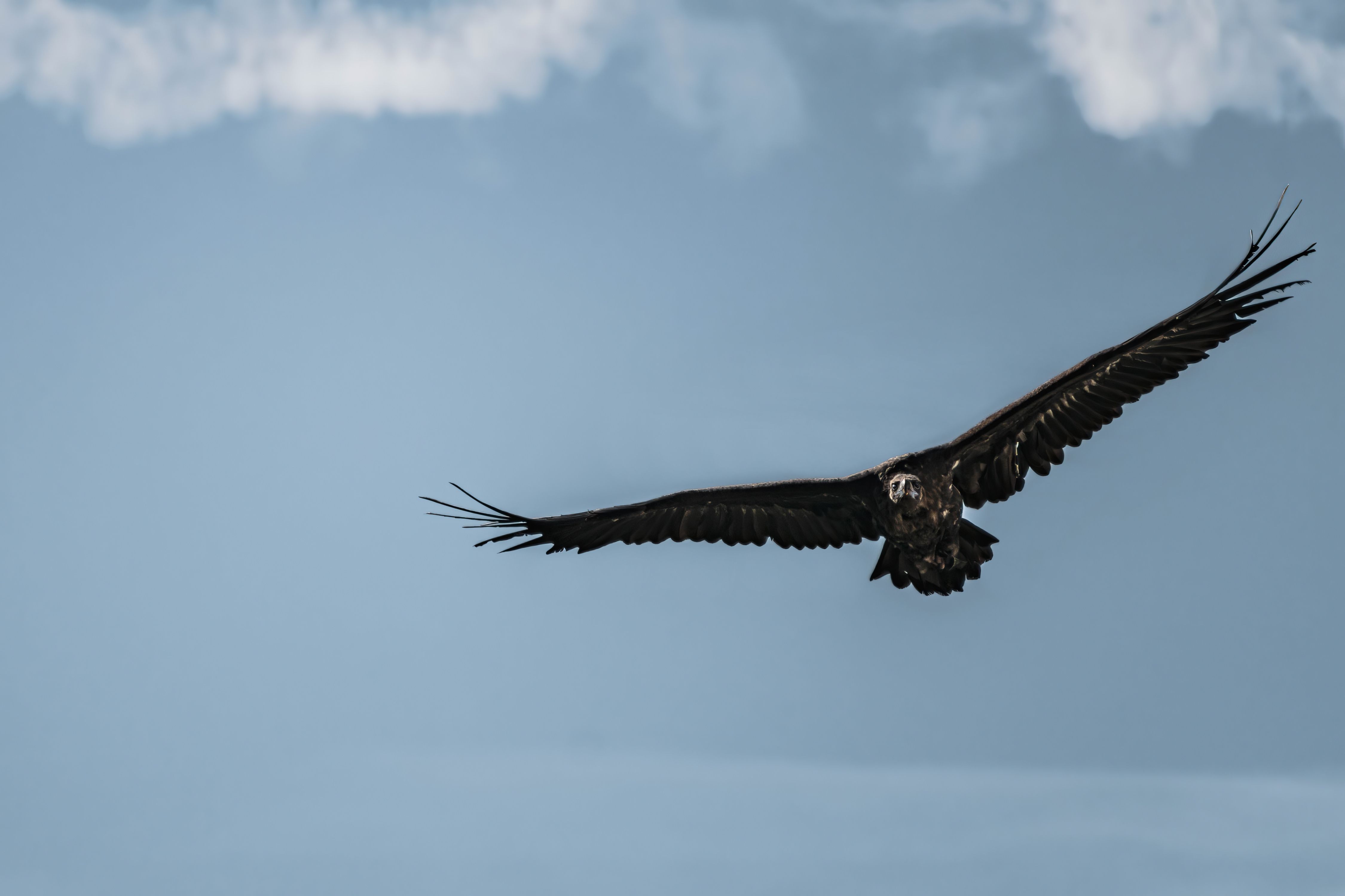 Majestic Black Vulture Soaring in Clear Blue Sky · Free Stock Photo