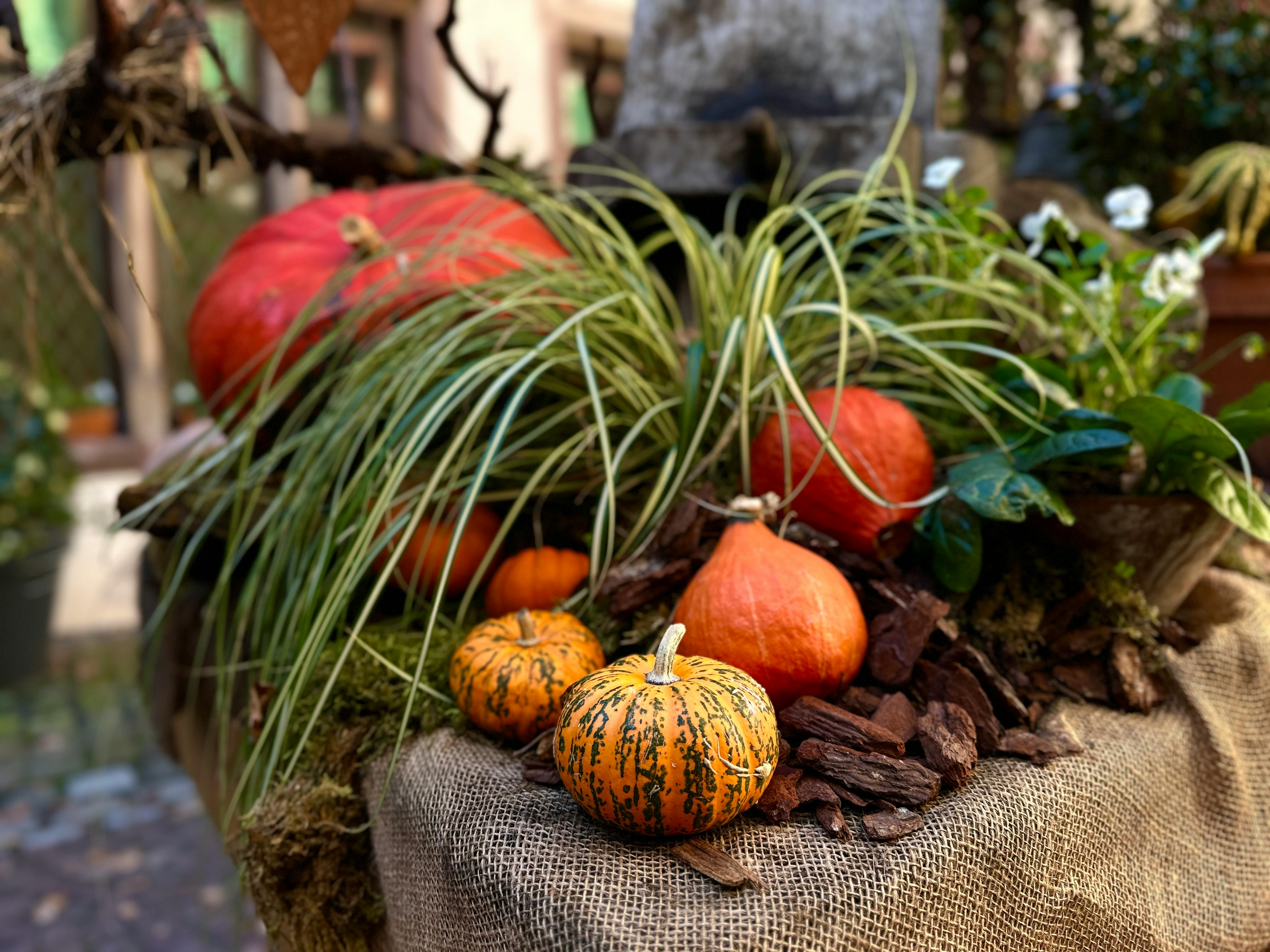 Autumn Harvest Display with Pumpkins in Colmar · Free Stock Photo