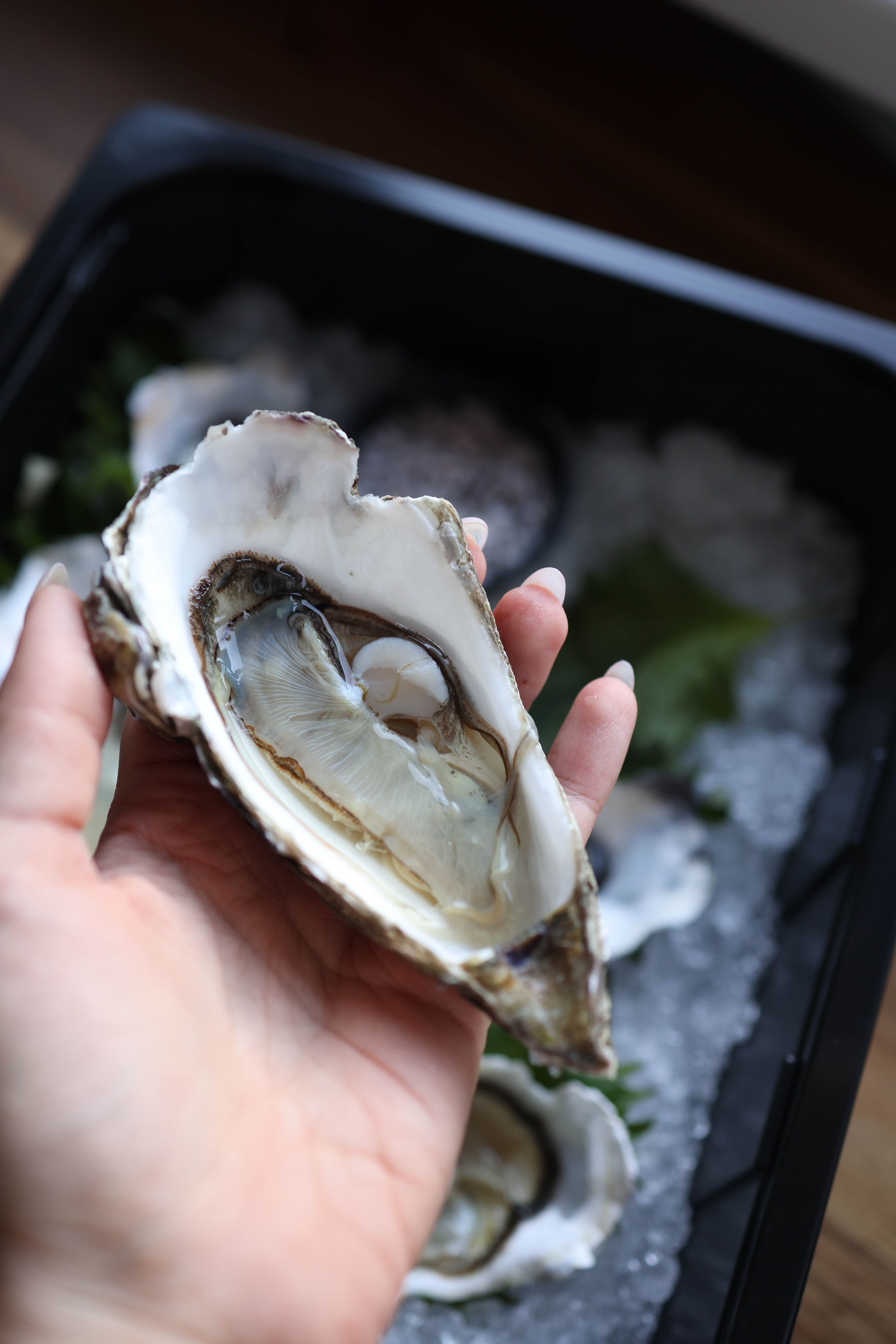 Oyster Shell Top Photos, Download The BEST Free Oyster Shell Top Stock ...