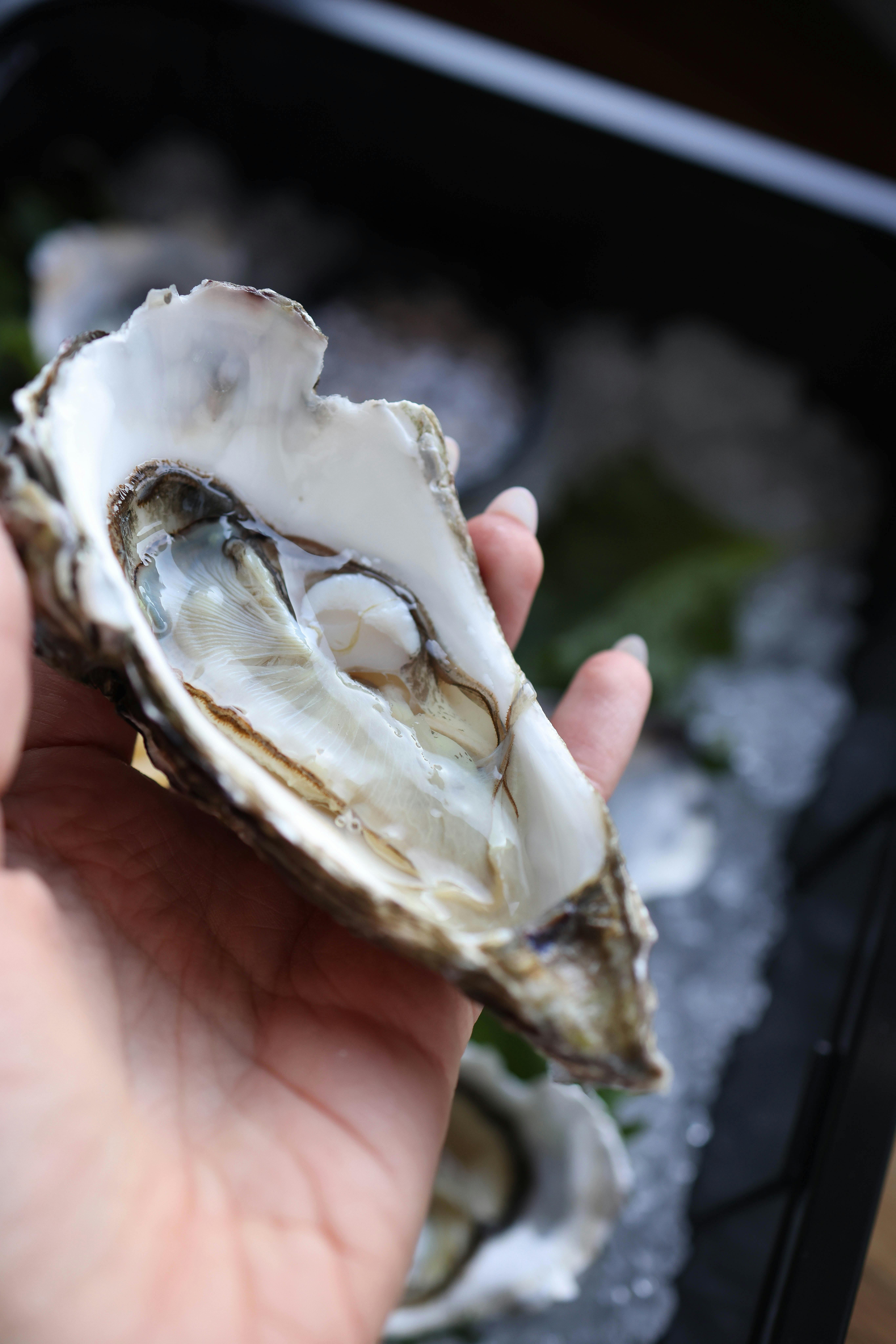 Close-Up of Fresh Oyster in Hand · Free Stock Photo