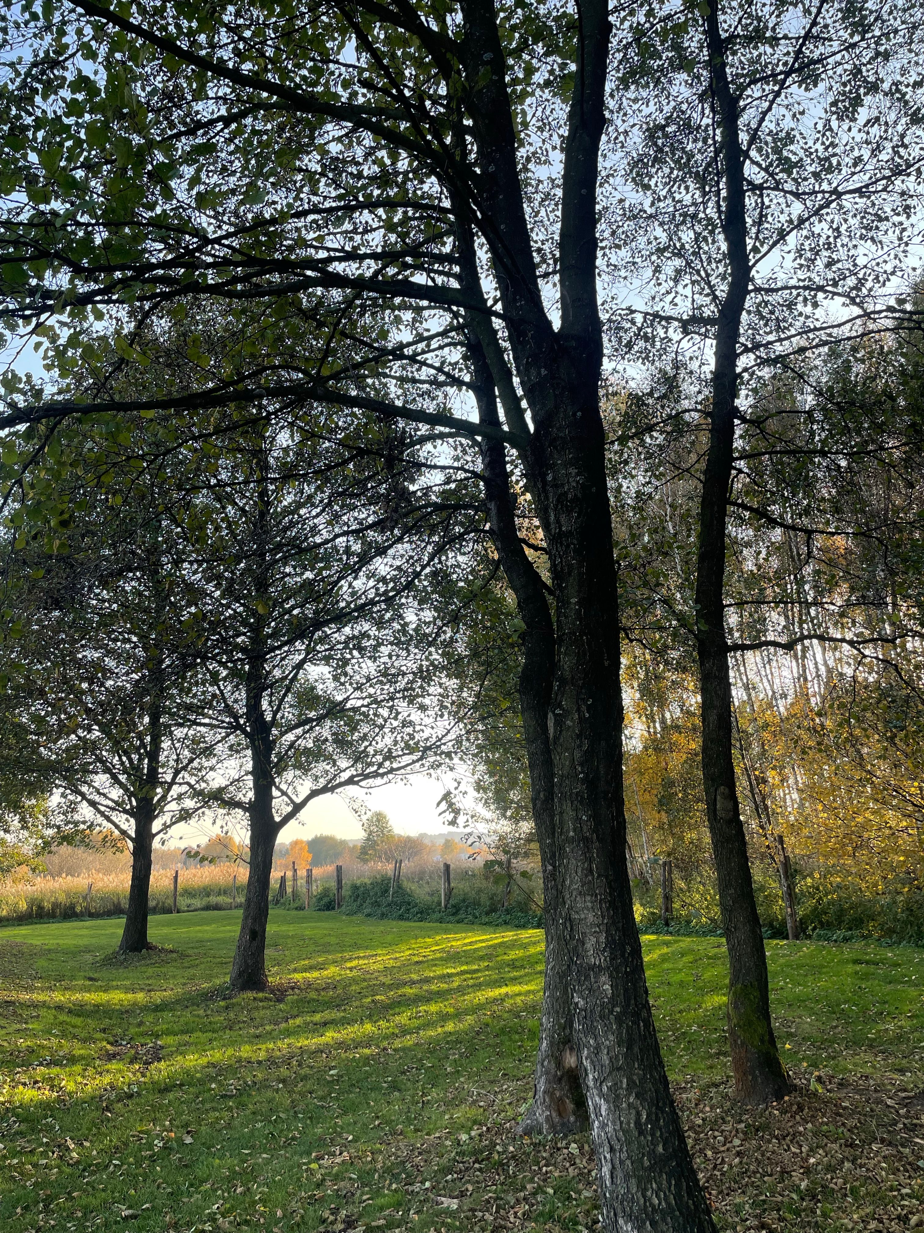 Tranquil Trees in Autumnal Trzciana Landscape · Free Stock Photo